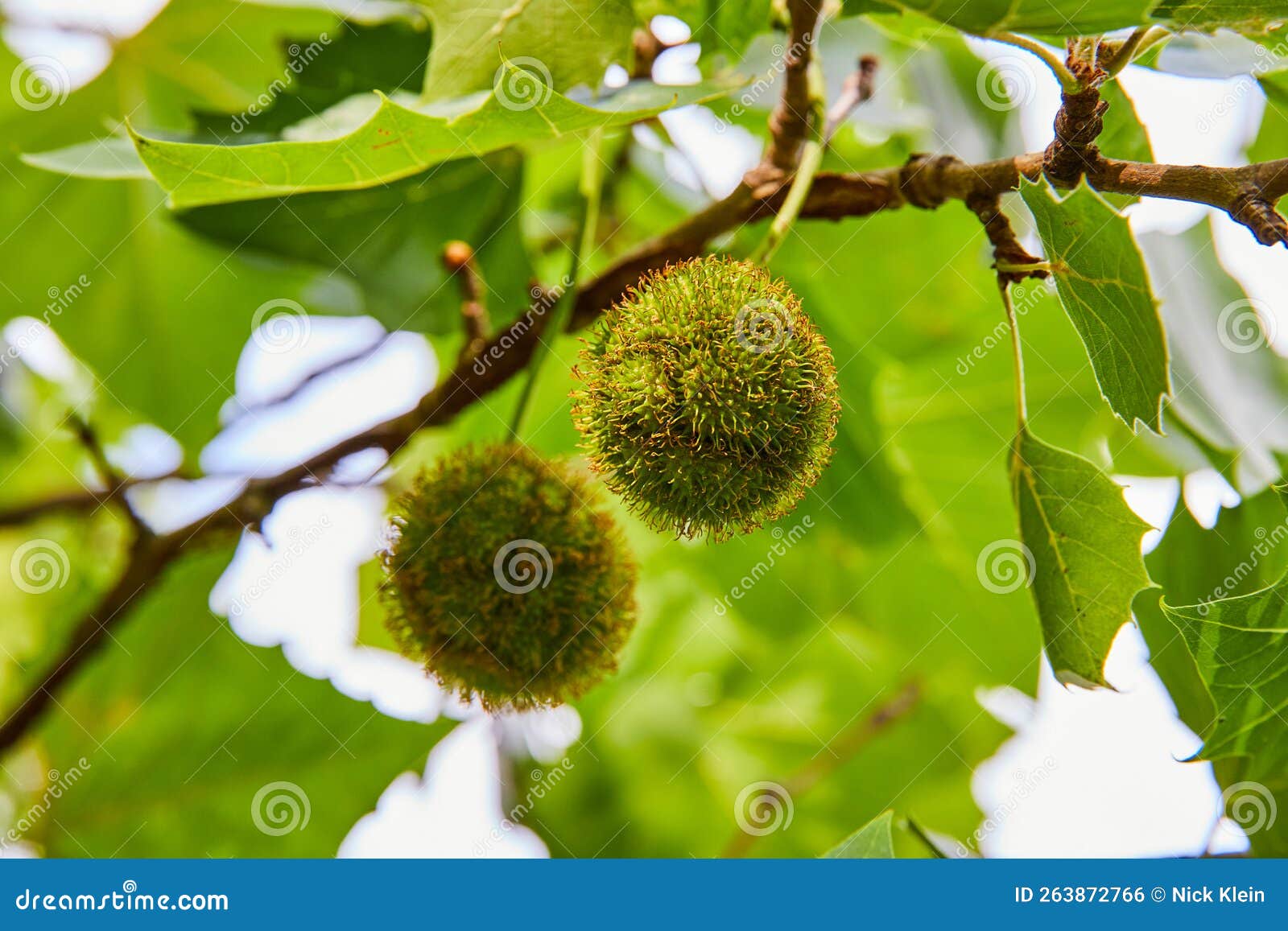 Tree Pods Growing in Peak Summer Stock Photo - Image of fruit, closeup ...