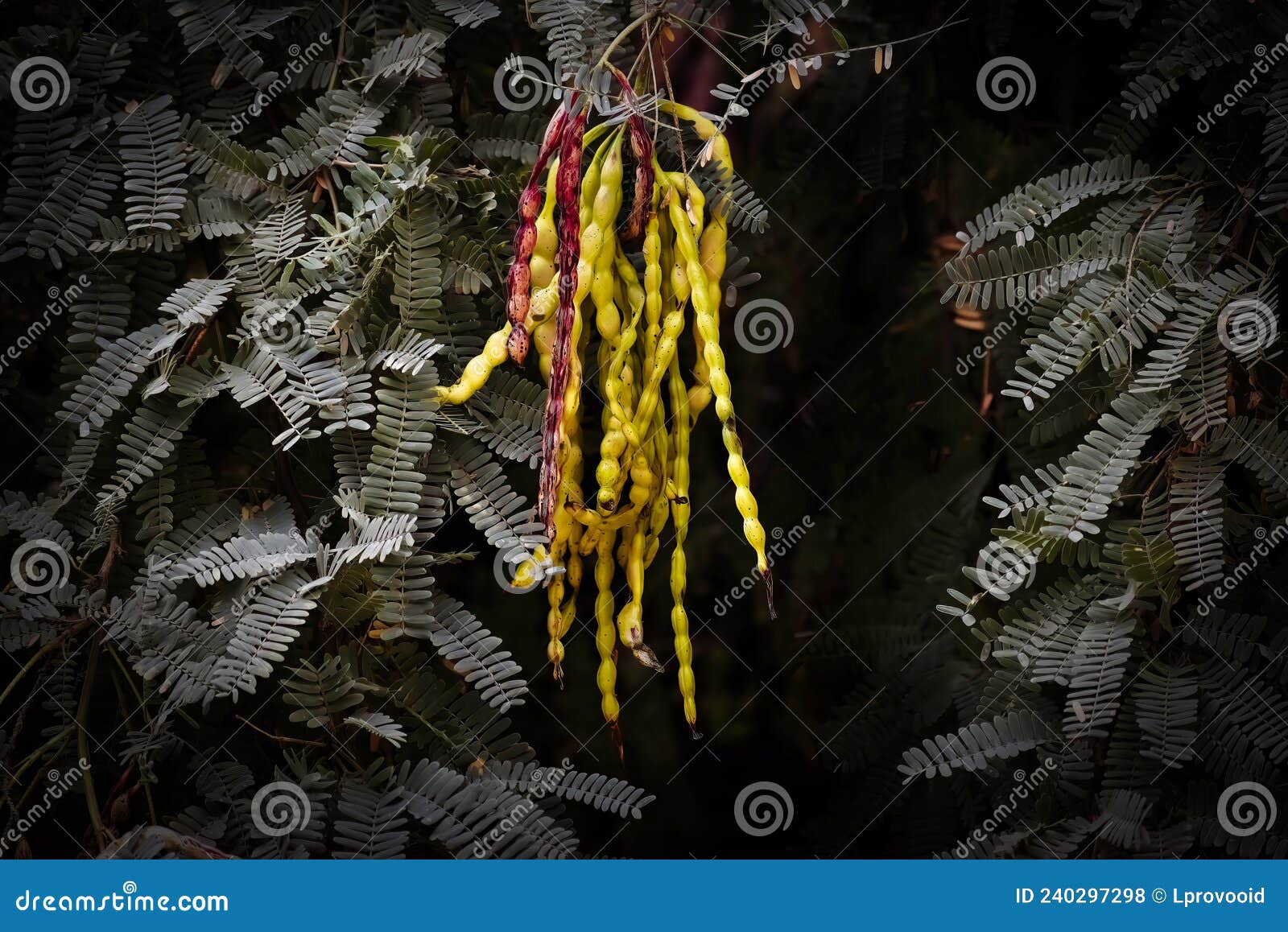 Tree Pods stock photo. Image of flora, flower, forest - 240297298