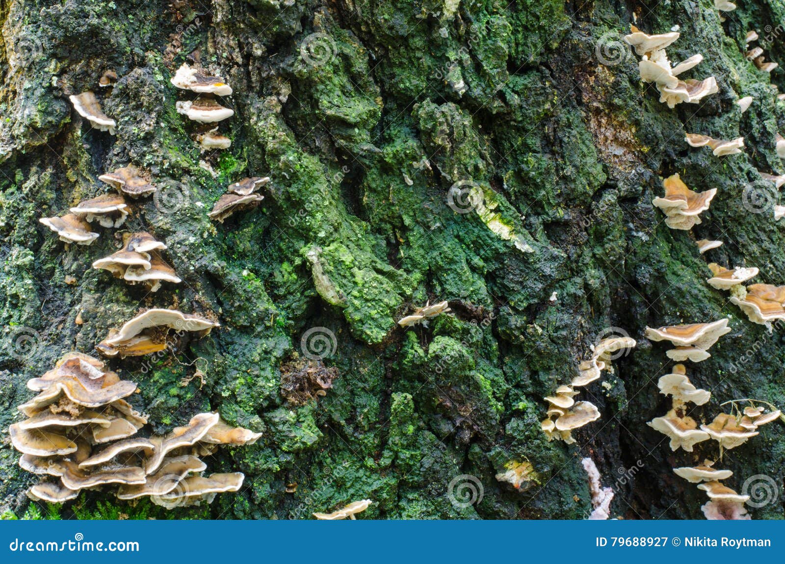 Tree polypores stock image. Image of organisms, ecology - 79688927
