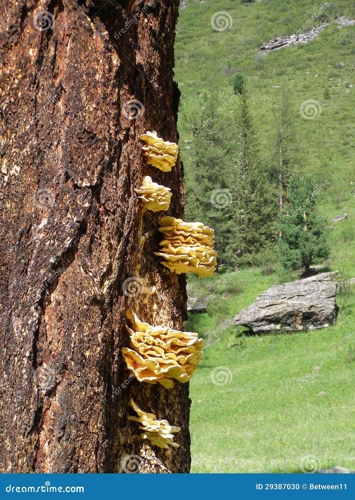 Tree with polyporus stock photo. Image of polyporus, grass - 29387030