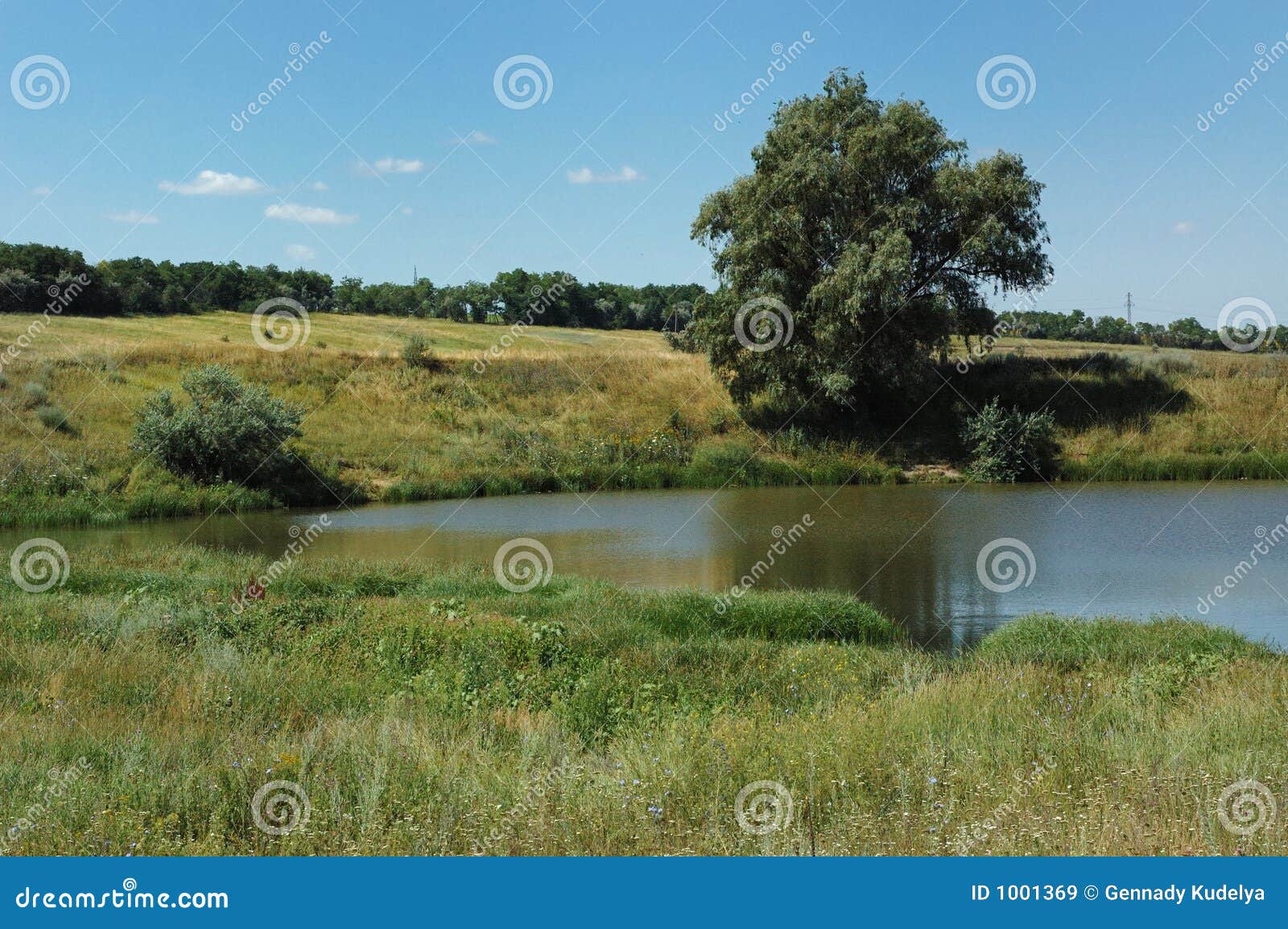 Tree at pond stock image. Image of rural, bright, grassland - 1001369
