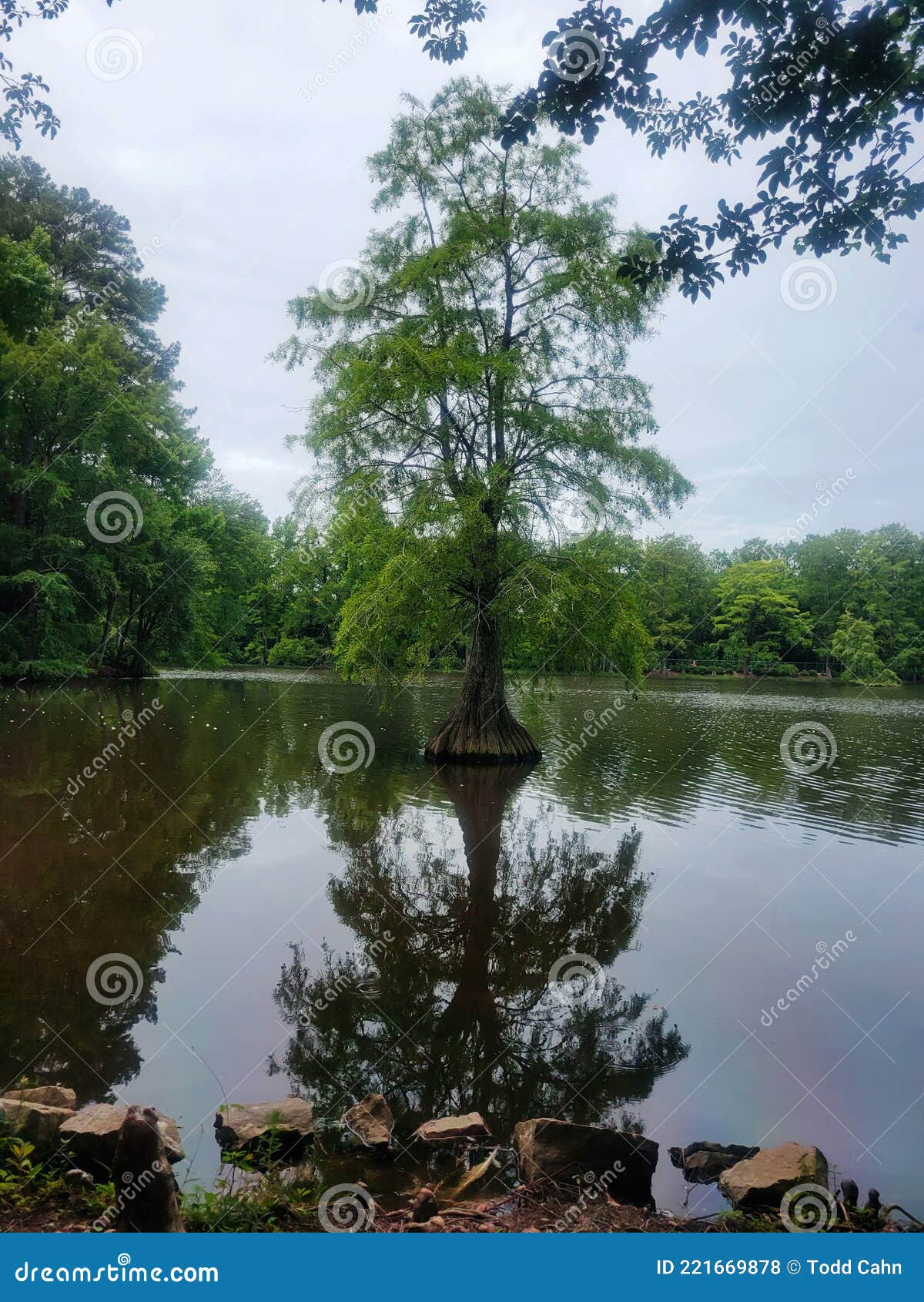 Tree in Pond stock photo. Image of bayou, garden, swamp - 221669878