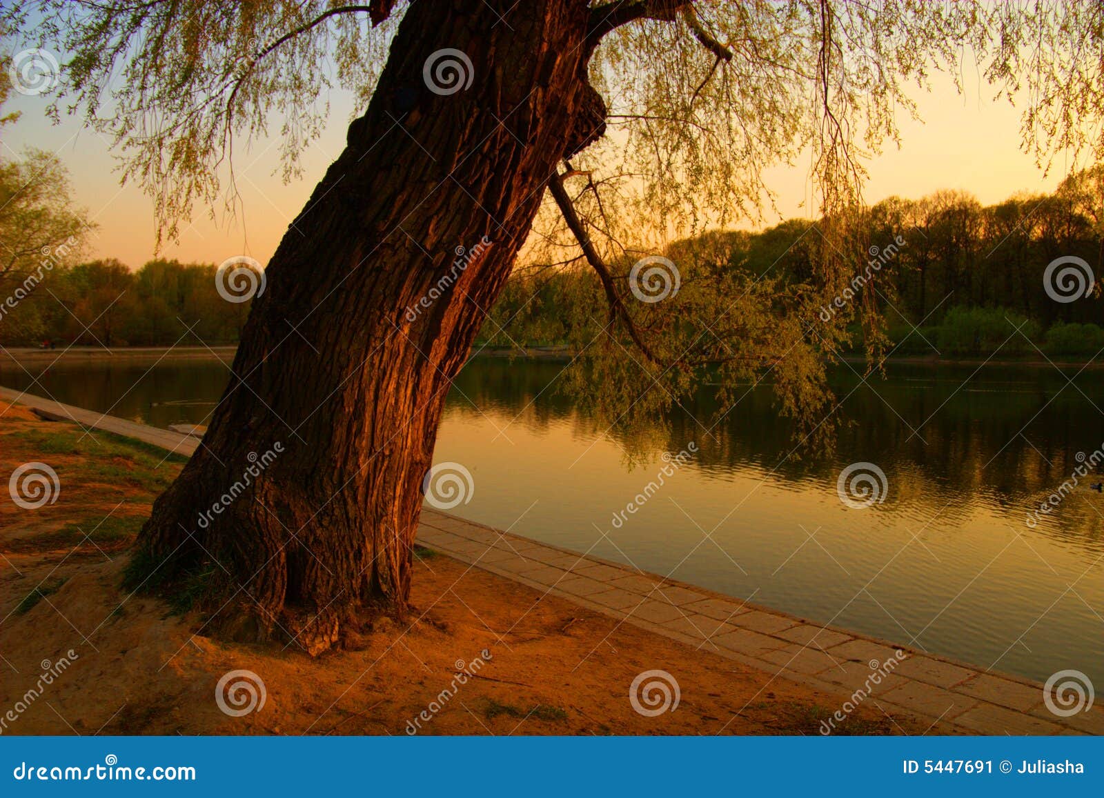 Tree and pond stock image. Image of light, nature, pond - 5447691