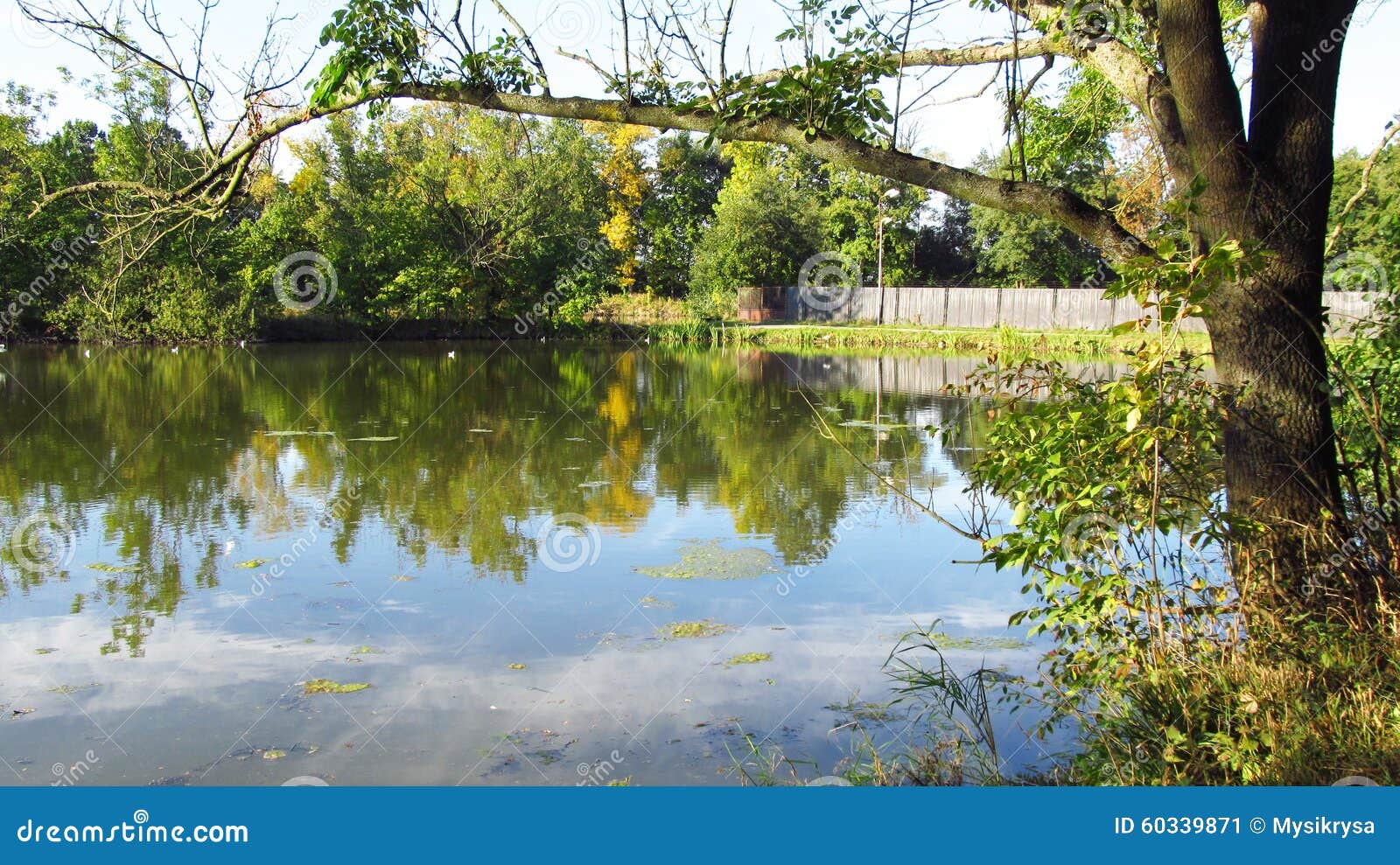 Tree at the pond stock image. Image of river, pond, water - 60339871