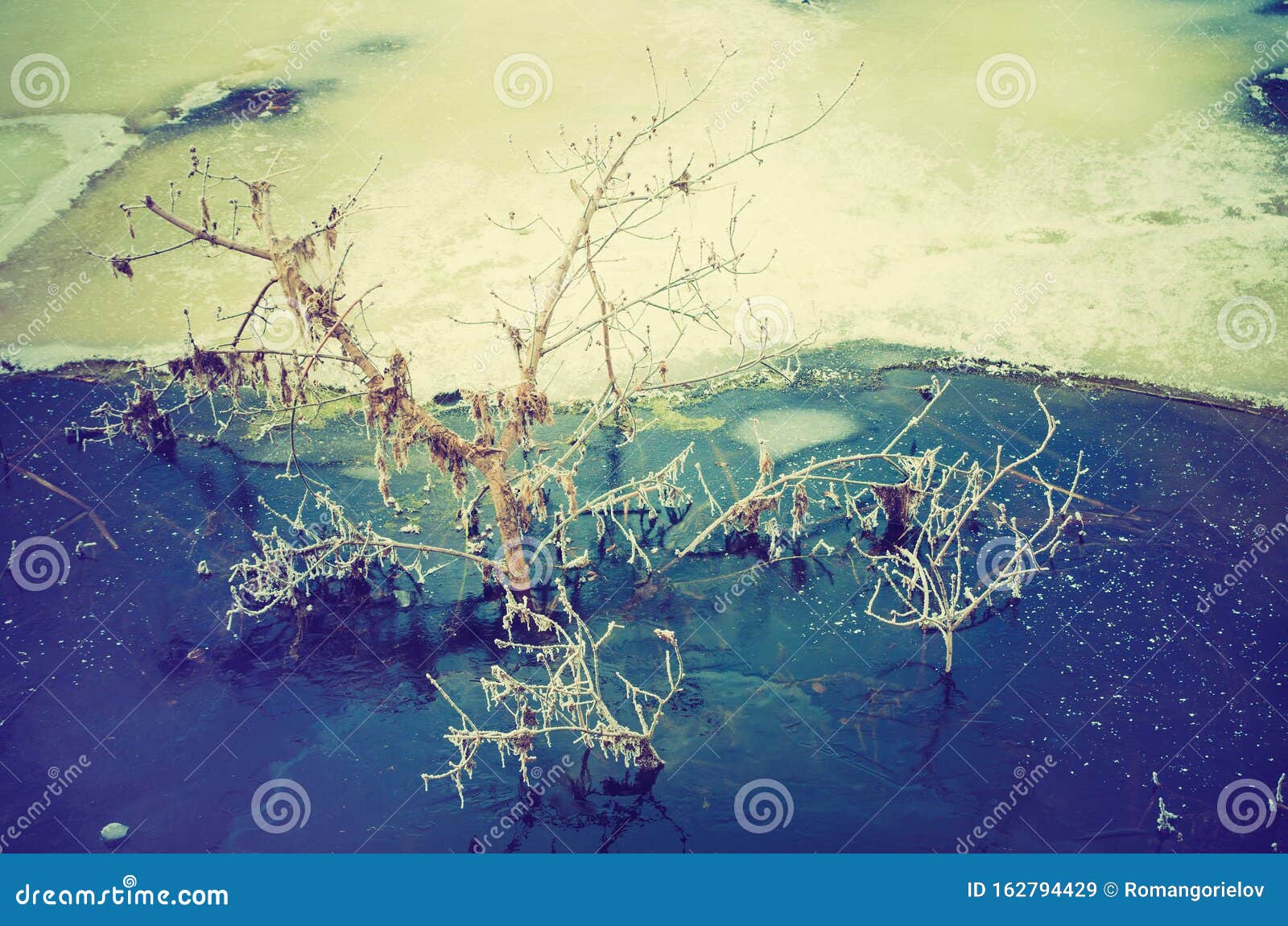 Tree in pond stock image. Image of natural, lake, park - 162794429