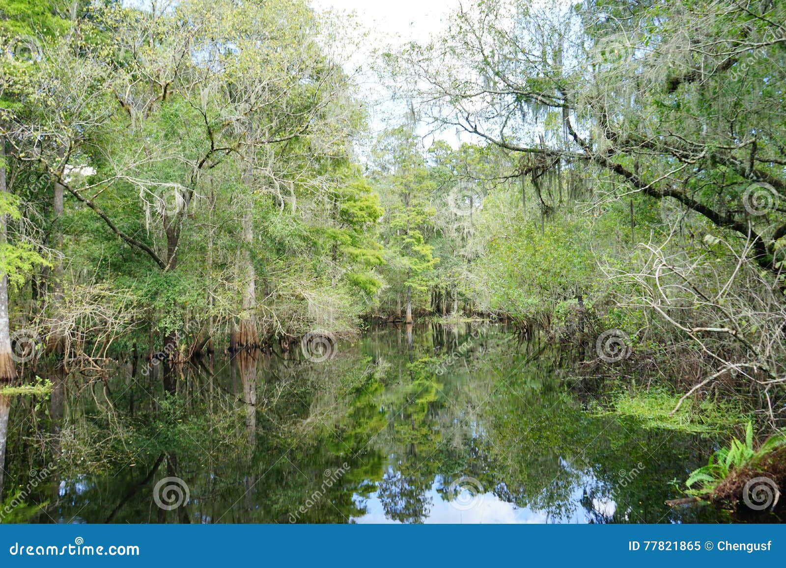Tree in pond stock image. Image of lazy, habitat, sleep - 77821865