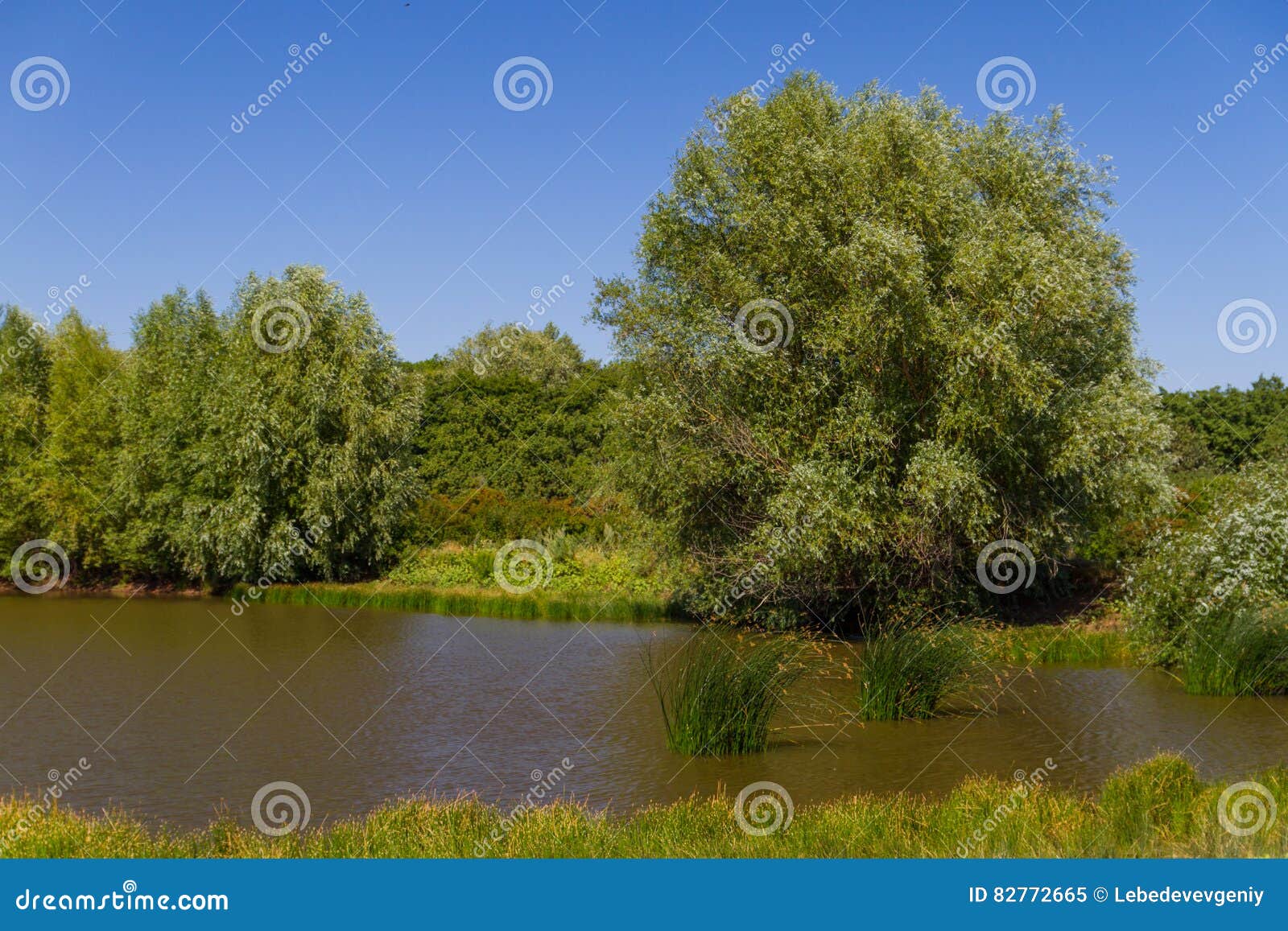 Tree by the pond stock image. Image of grass, rural, outdoors - 82772665