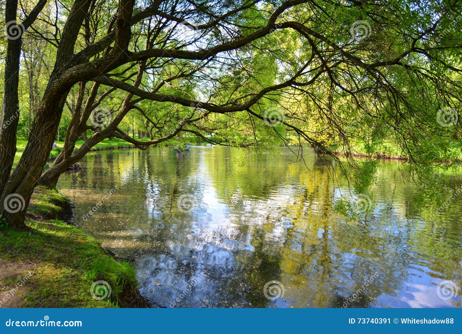 Tree by the pond stock image. Image of tree, park, shade - 73740391