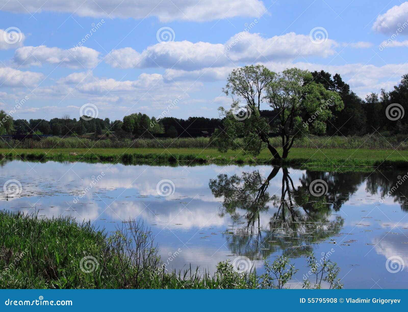 Tree at the pond stock photo. Image of reflections, tree - 55795908