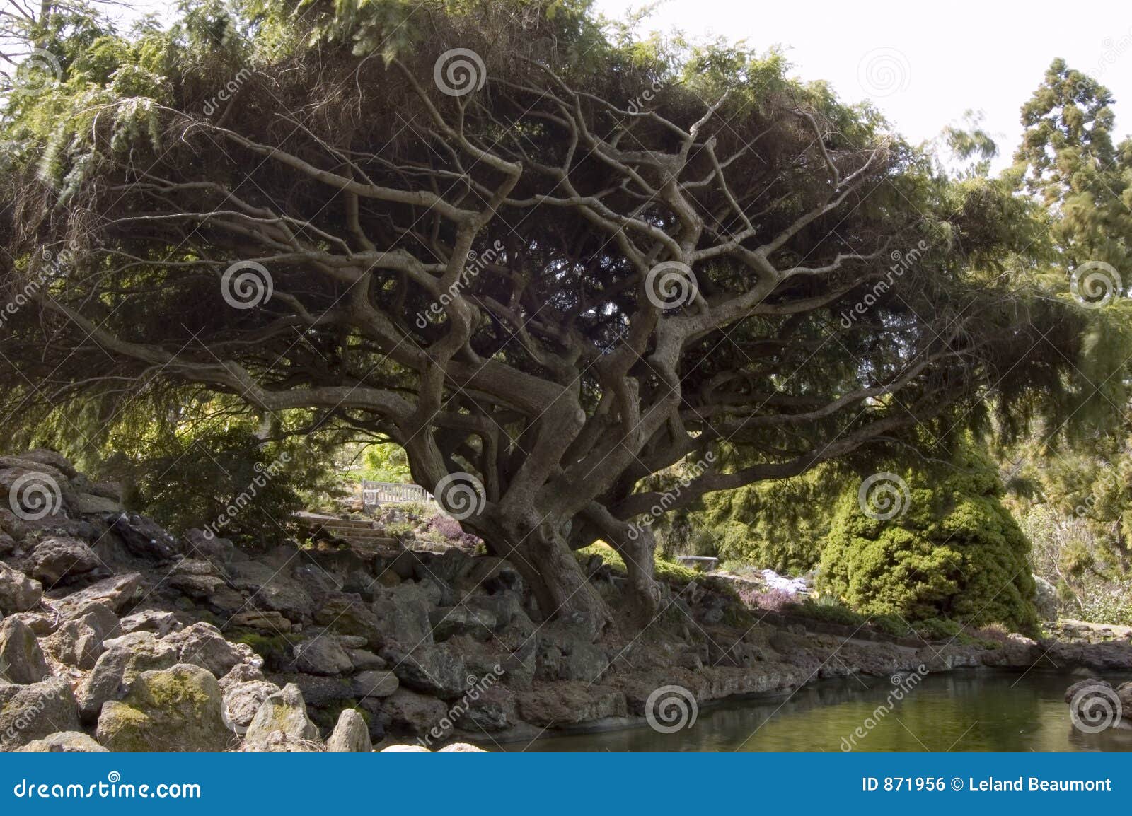 Tree and pool stock photo. Image of canopy, knots, gnarled - 871956