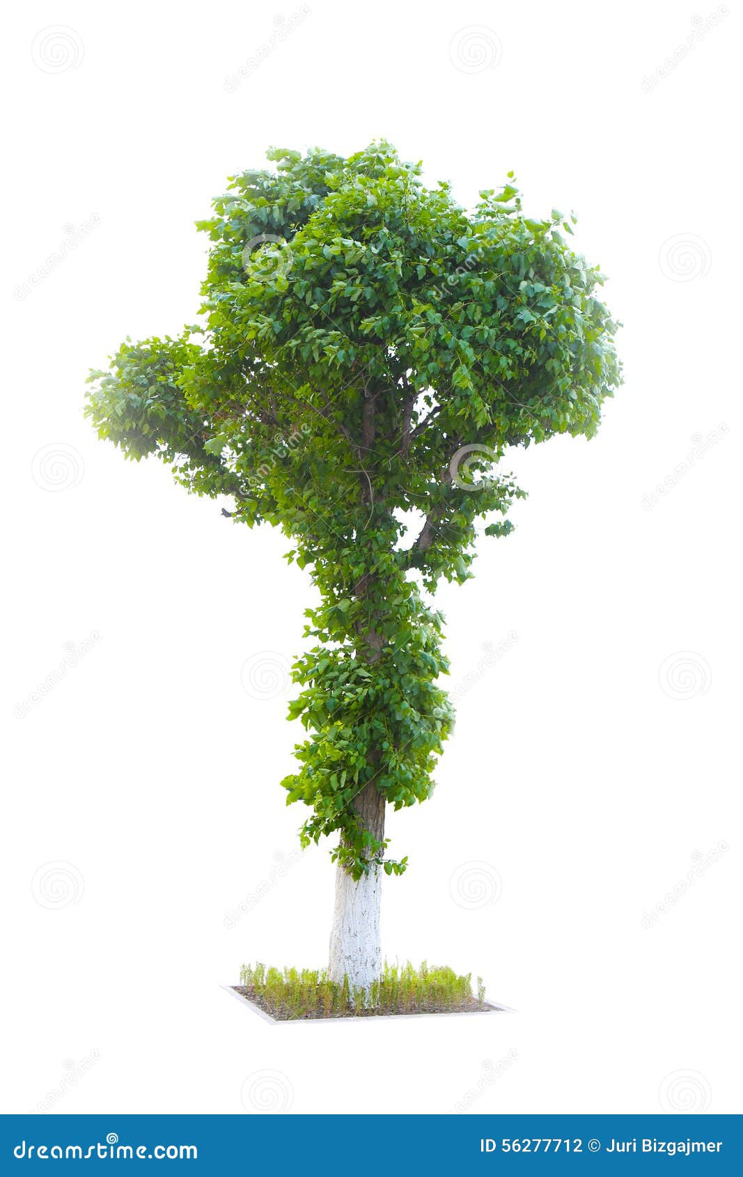 Poplar Isolated On White Background Stock Photography | CartoonDealer ...
