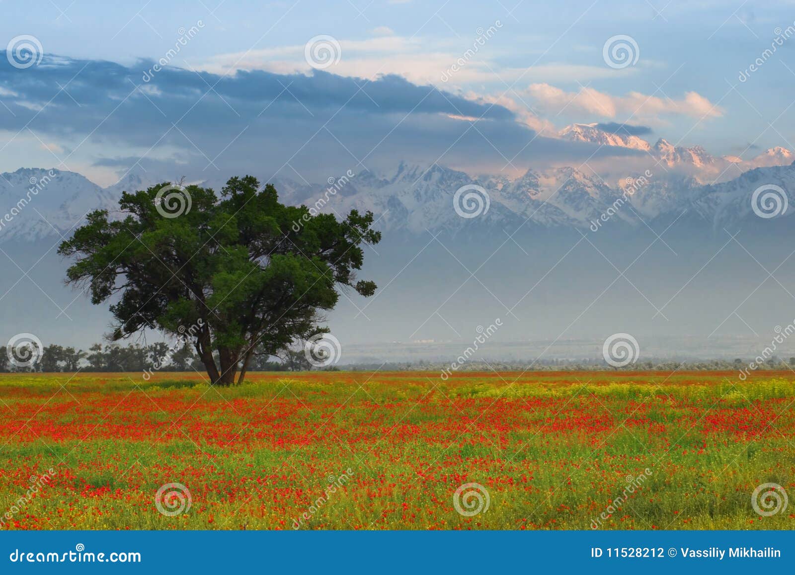 Tree on the poppies field stock photo. Image of beautiful - 11528212