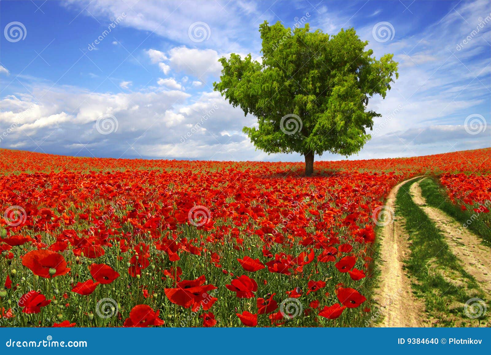 Tree on the Poppies Plantation Stock Photo - Image of outdoor, spring ...