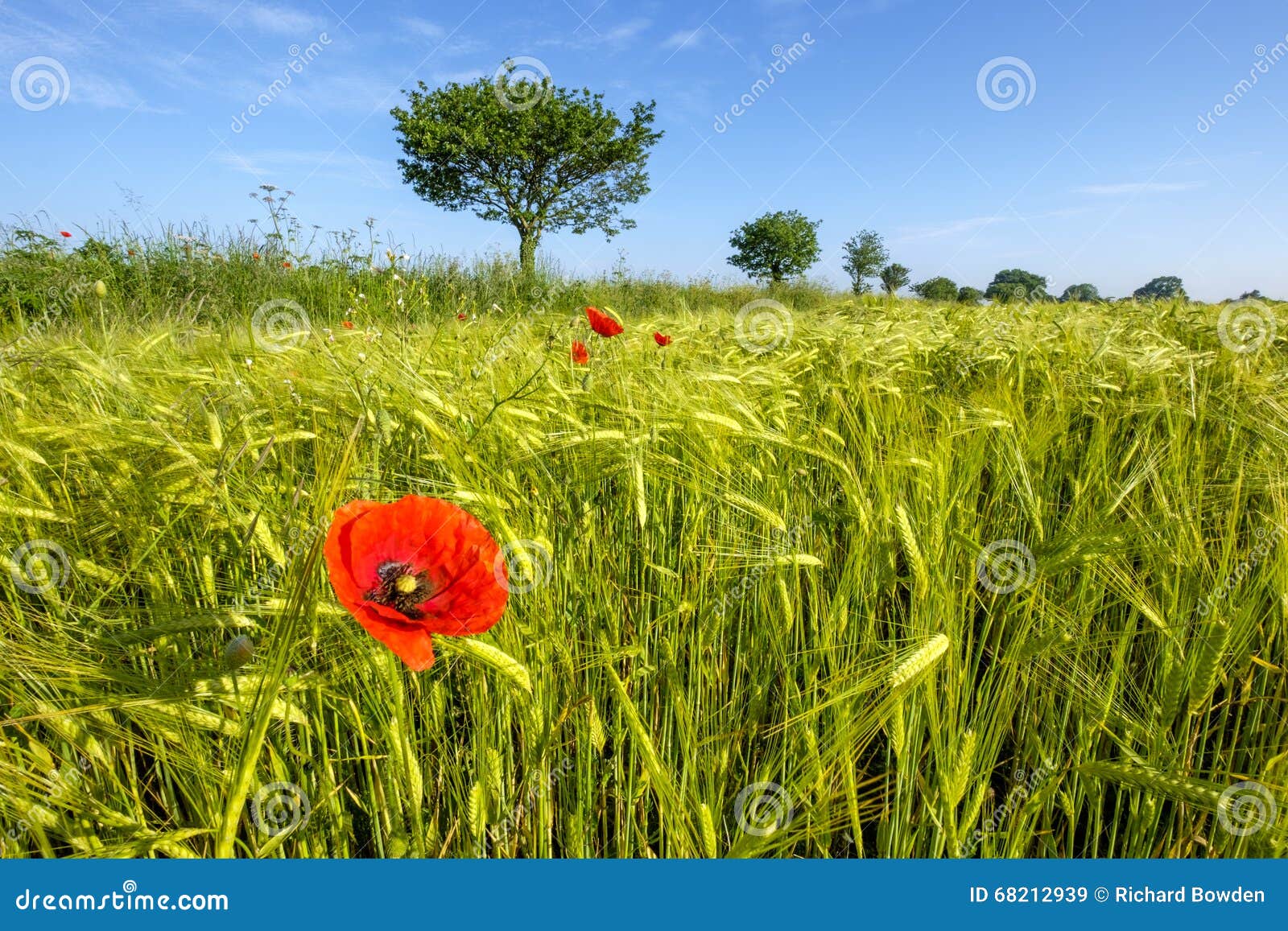 Tree and Poppy stock image. Image of norwich, europe - 68212939