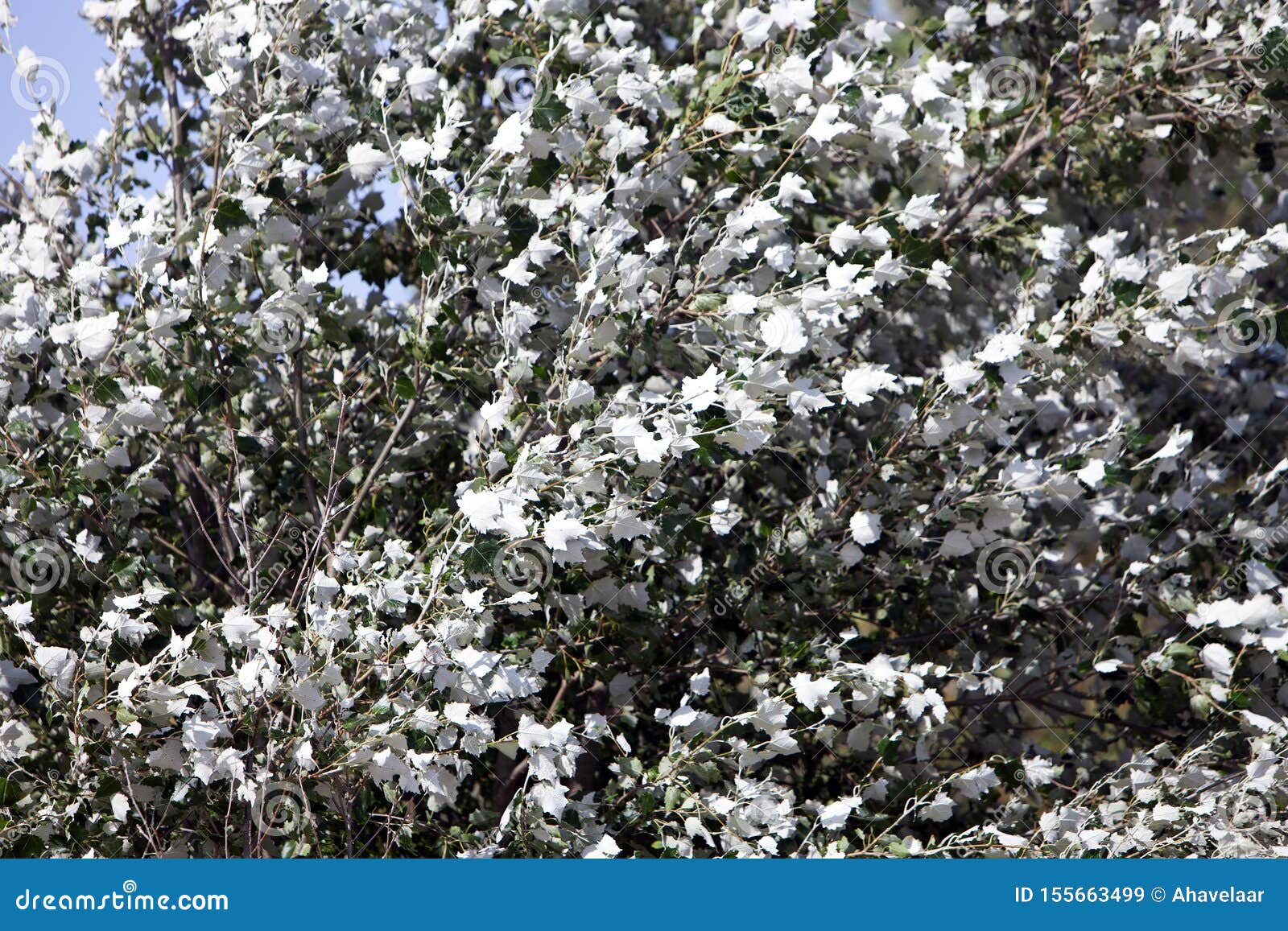 Tree Populus Alba Nivea in Strong Wind Shows Light Underside of Leaves ...