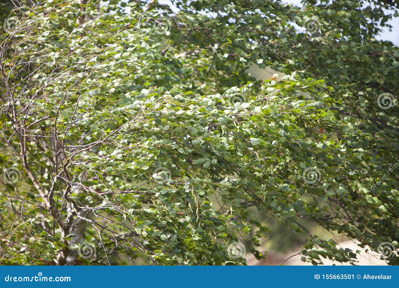 Tree Populus Alba Nivea in Strong Wind Shows Light Underside of Leaves ...