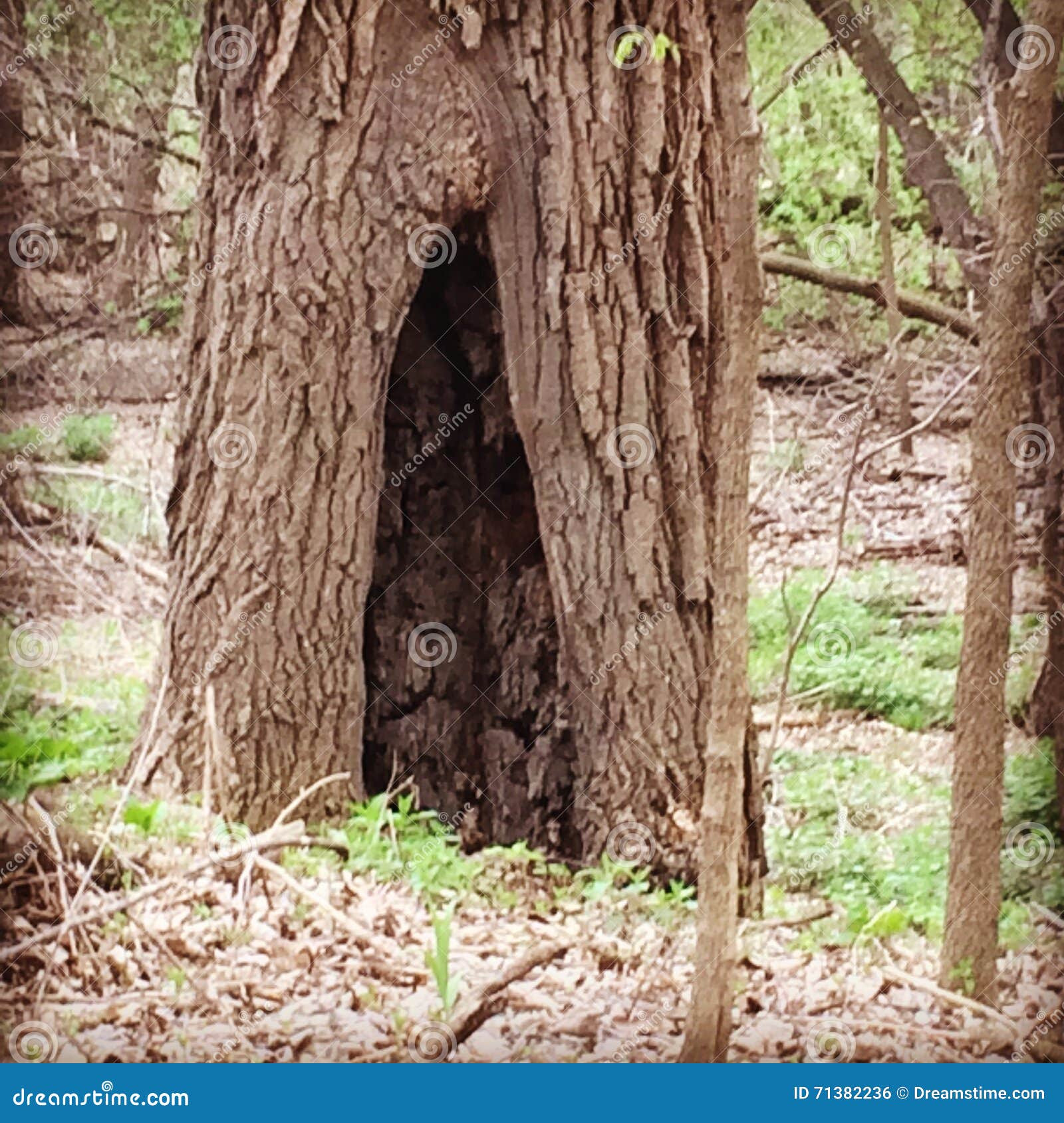 Tree portal stock photo. Image of woods, knothole, forest - 71382236