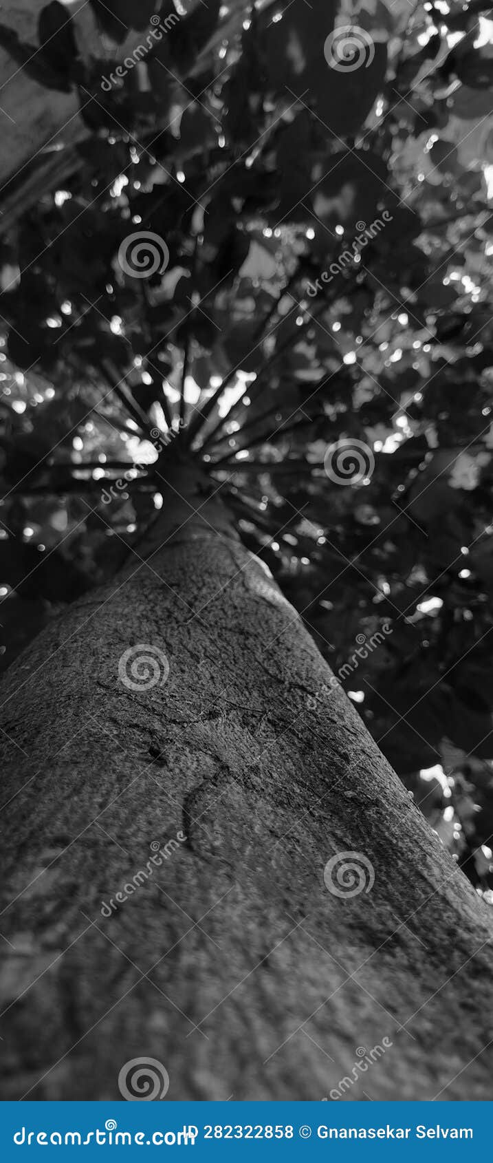 Tree Portrait Capture by Mobile Stock Photo - Image of portrait, home ...