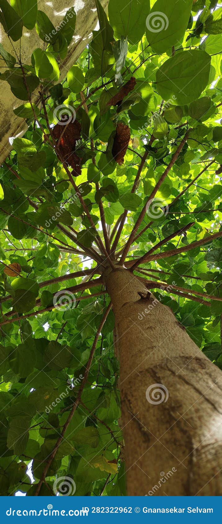 Tree Portrait Capture by Mobile Stock Photo - Image of home, tree ...
