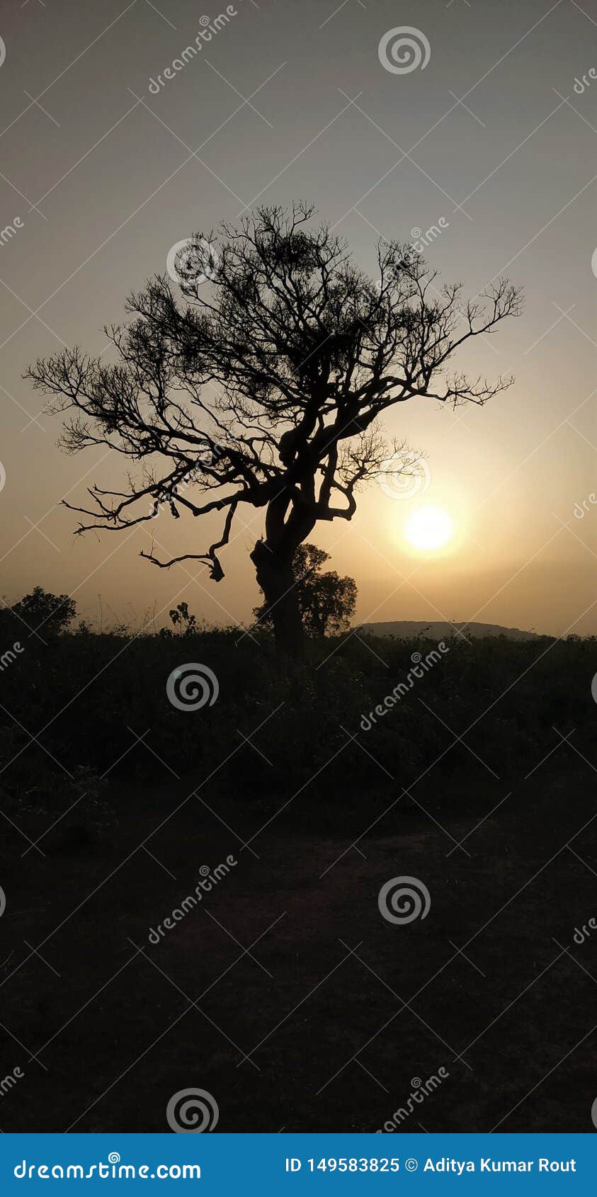 Tree portrait in sunset stock image. Image of tree, portrait - 149583825