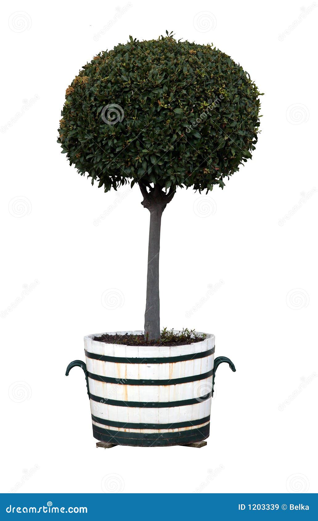 Tree in pot stock image. Image of isolated, wooden, potted - 1203339