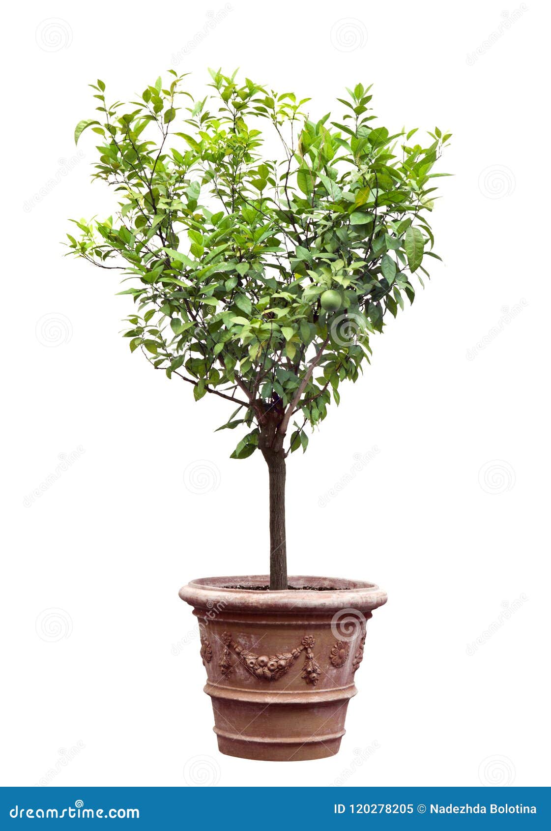 Tree in a pot isolated stock image. Image of botanical - 120278205