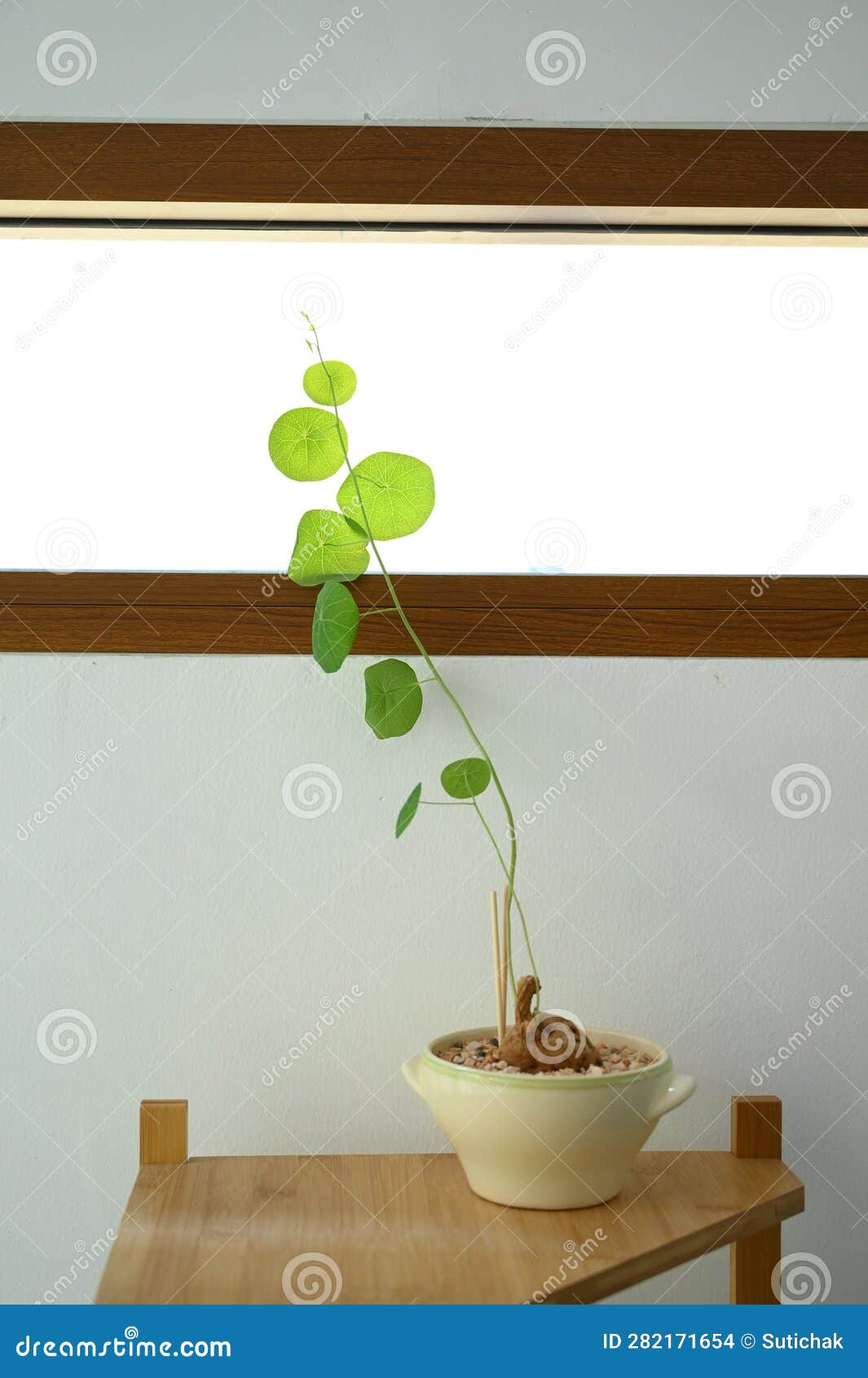 Tree in a Pot Put on Wooden Table, Interior Design Stock Photo - Image ...