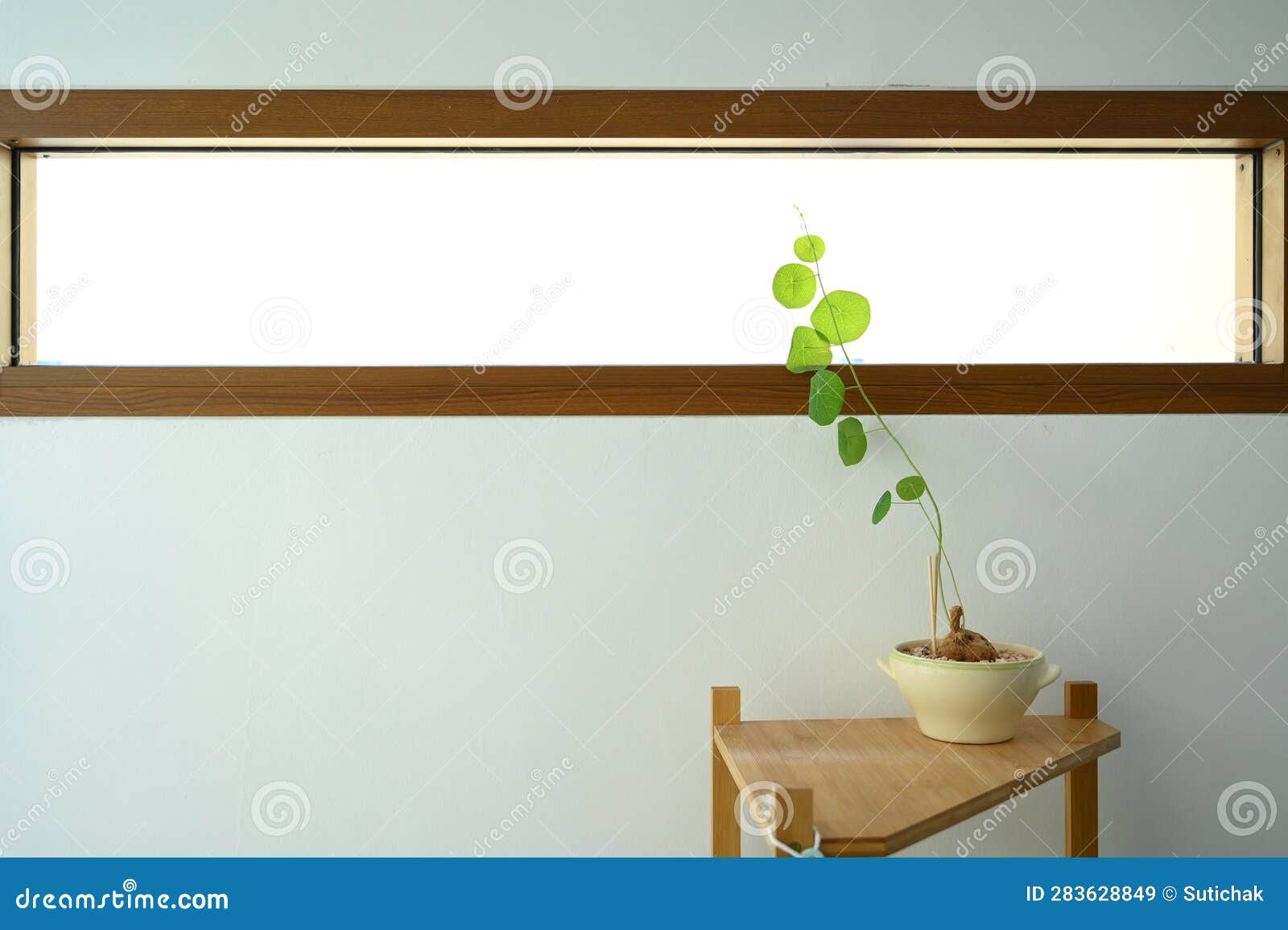 Tree in a Pot Put on Wooden Table, Interior Design Stock Image - Image ...