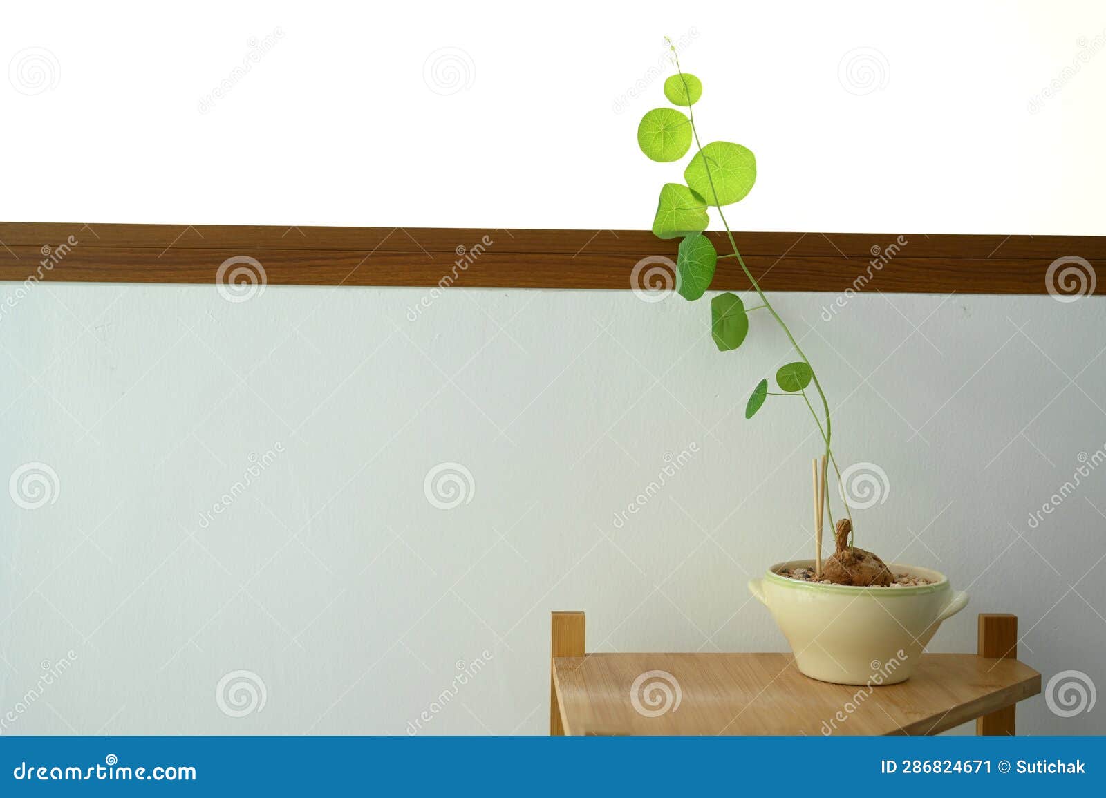 Tree in a Pot Put on Wooden Table, Interior Design Stock Image - Image ...