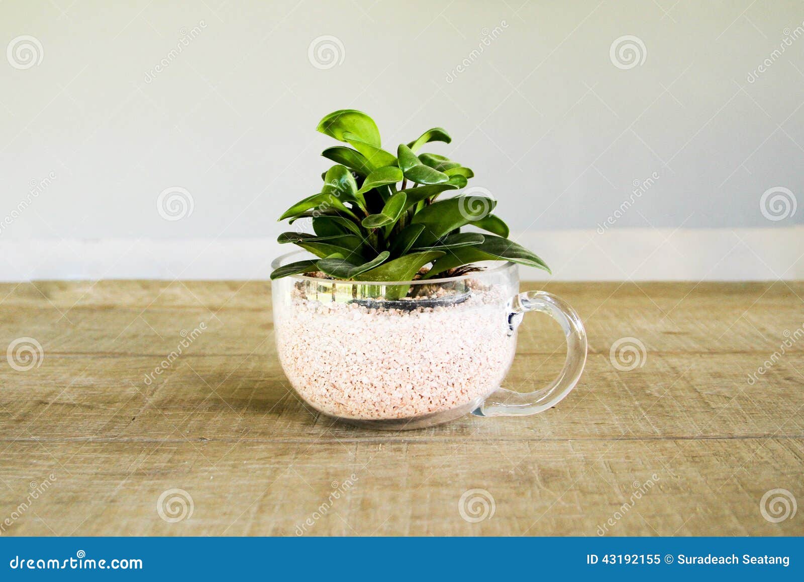 Little tree in pot stock image. Image of garden, clay - 43192155