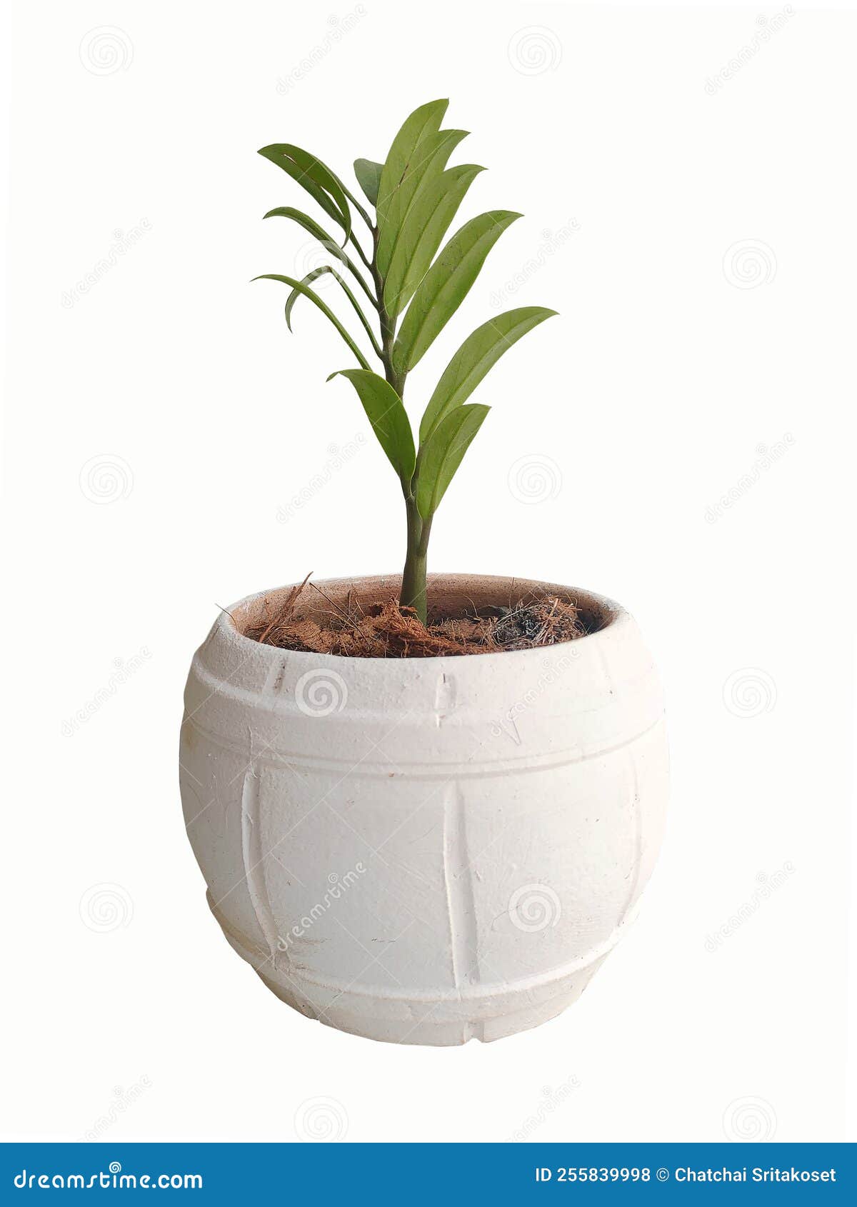 Tree in Pots on a White Background Stock Photo - Image of grow, wood ...