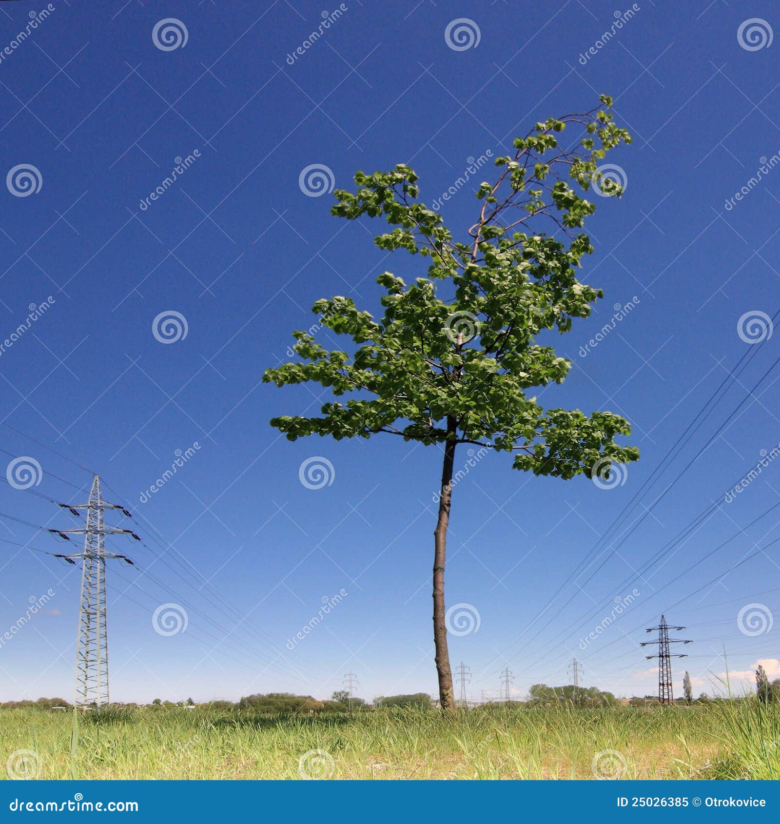 Tree and power lines stock image. Image of green, tree - 25026385