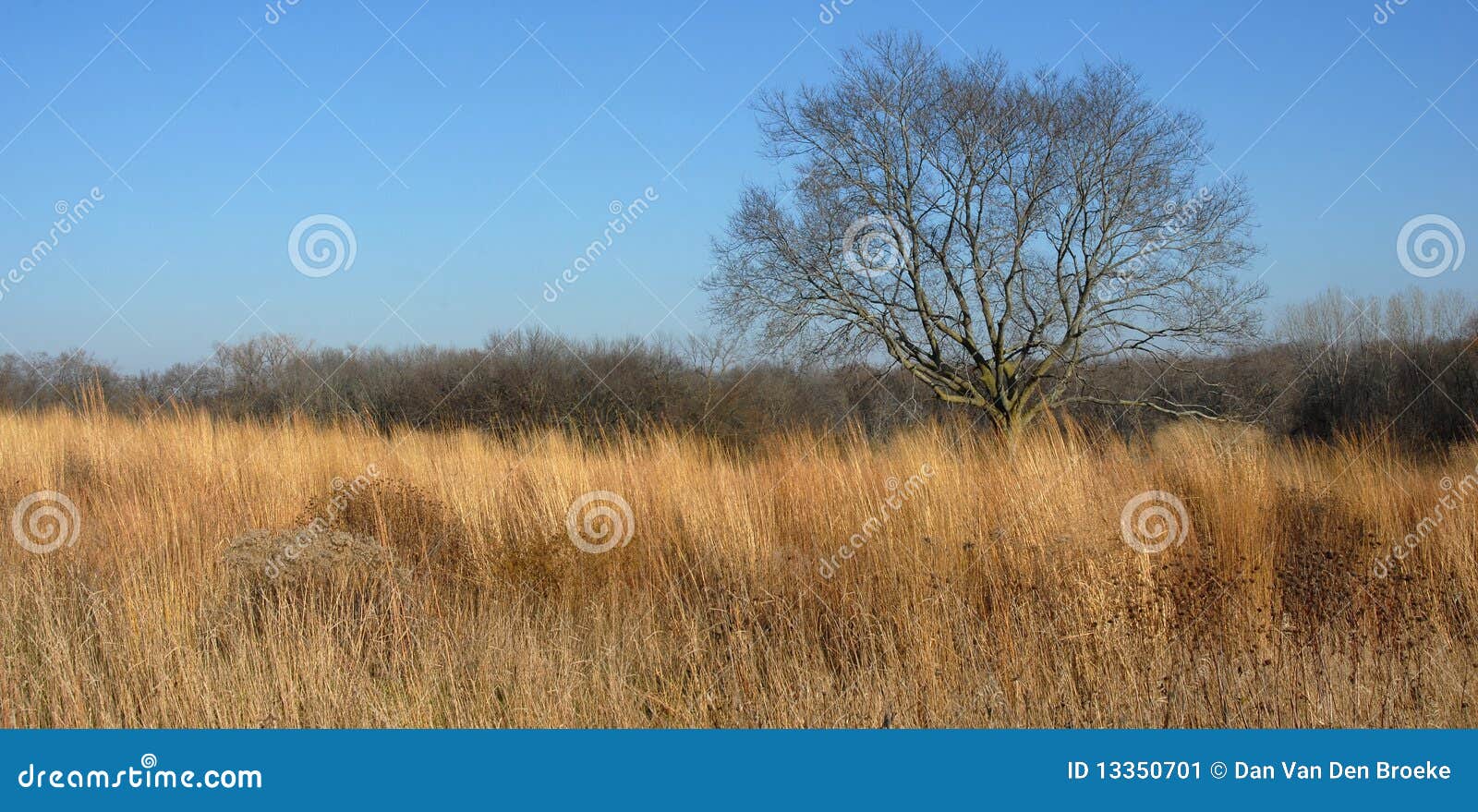 Tree on the prairie stock image. Image of agriculture - 13350701