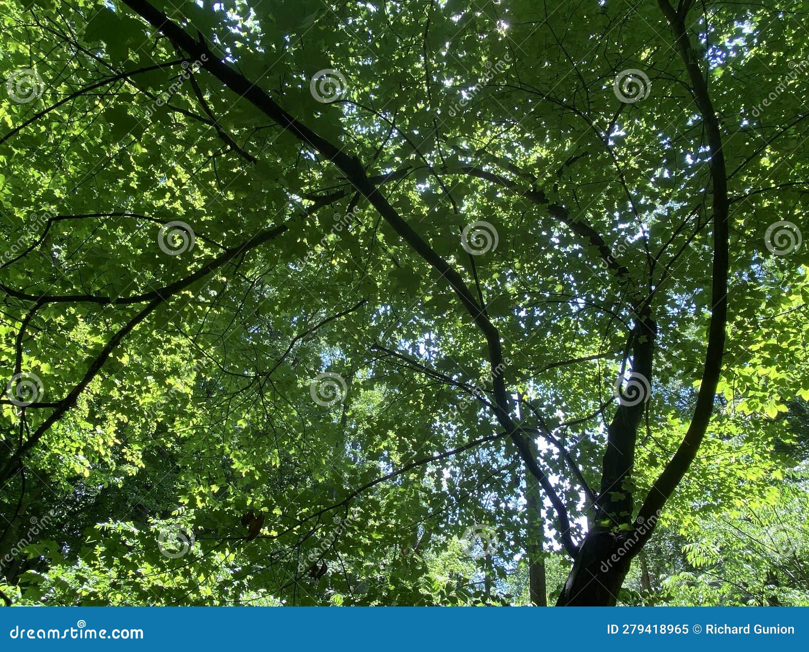 Tree and Pretty Green Leaves on Branches in the Forest in May in Spring ...