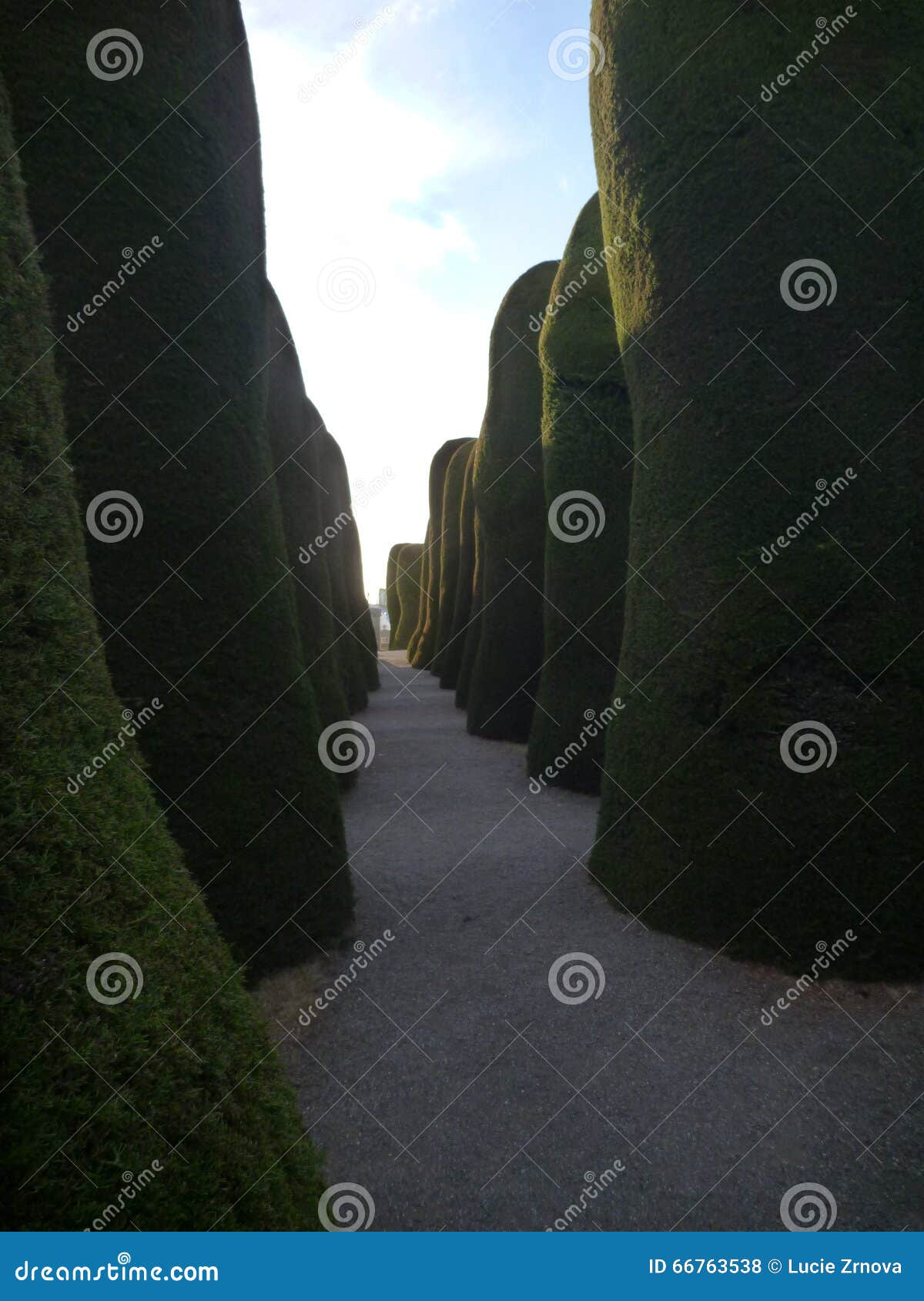 Tree Promenade at Cemeteery in Punta Arenas Stock Photo - Image of ...