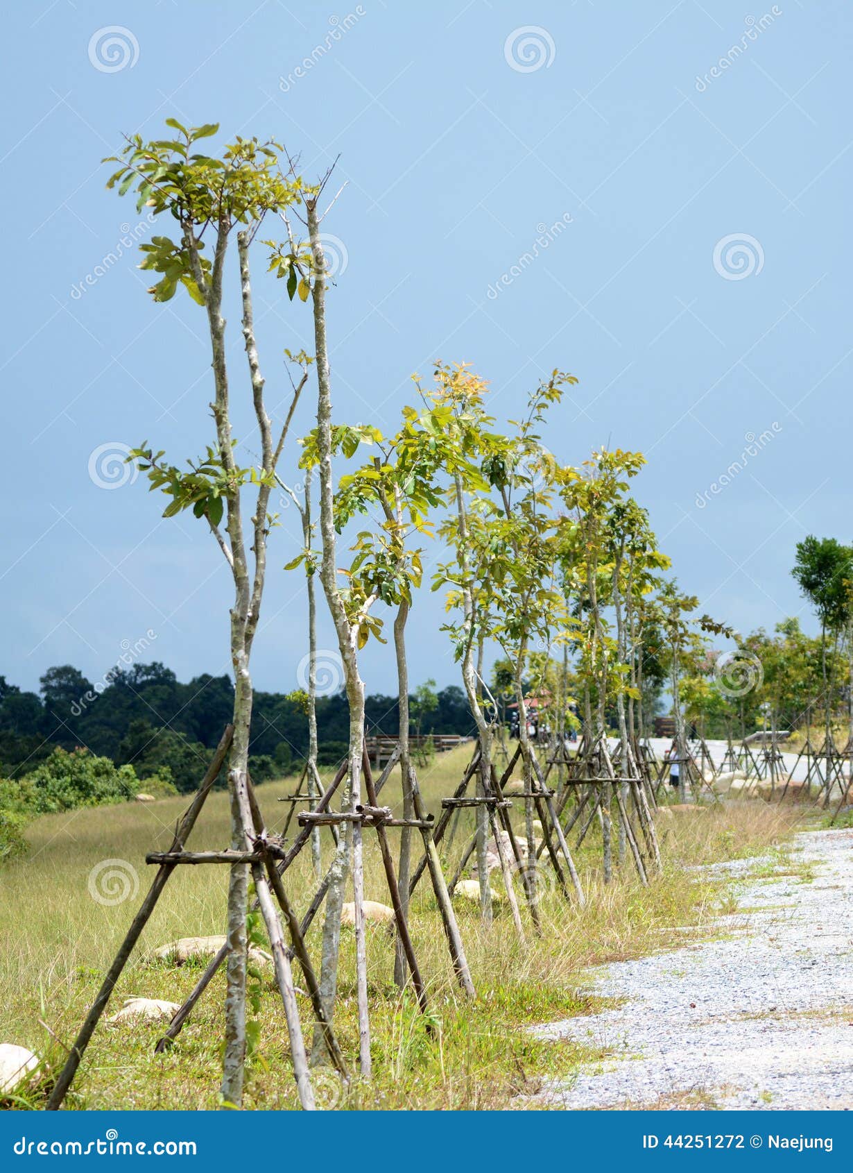 Tree with prop stock photo. Image of root, concept, environmental ...
