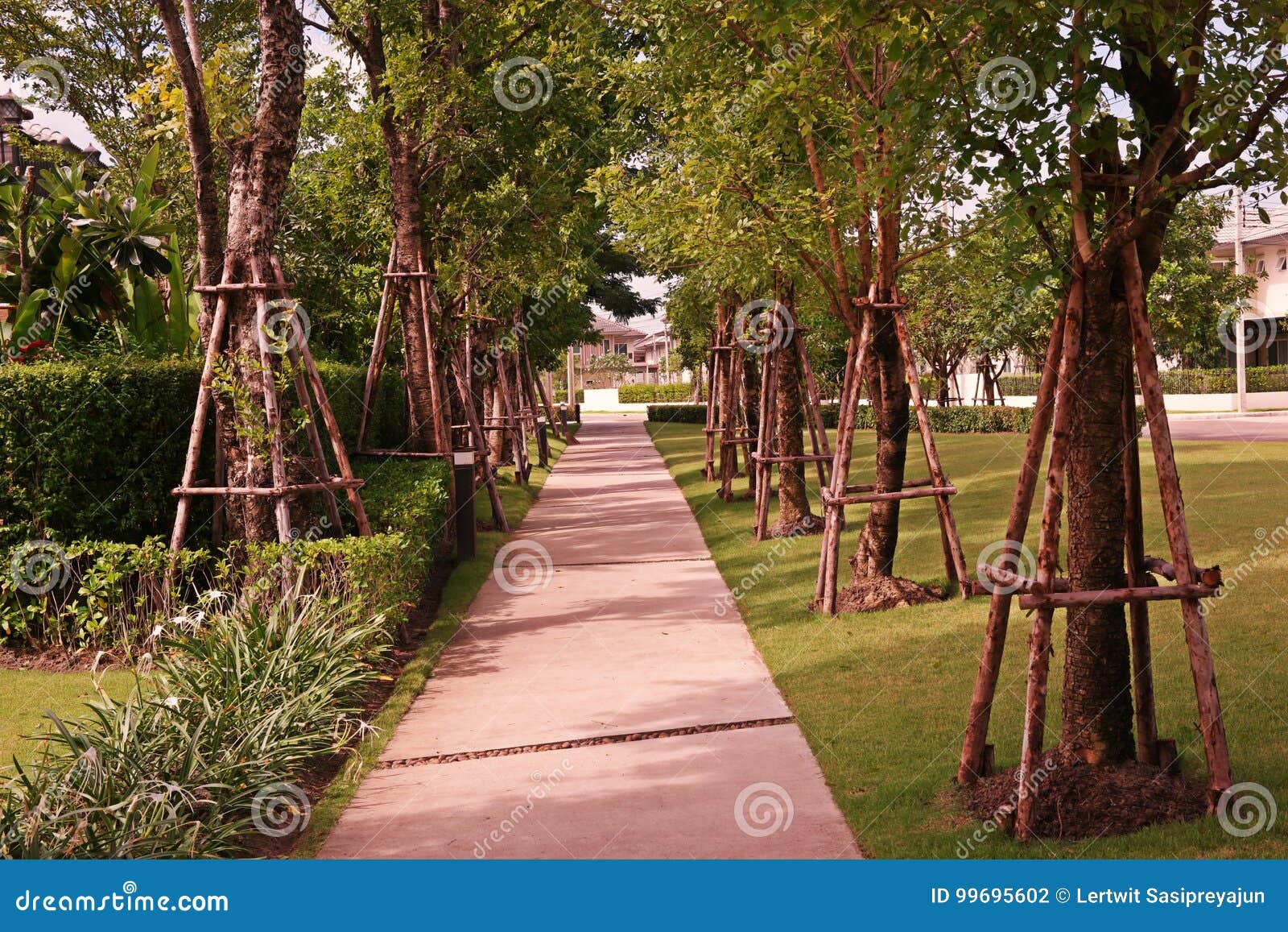 Tree Prop To Support Big Tree Stock Photo - Image of tree, foliage ...