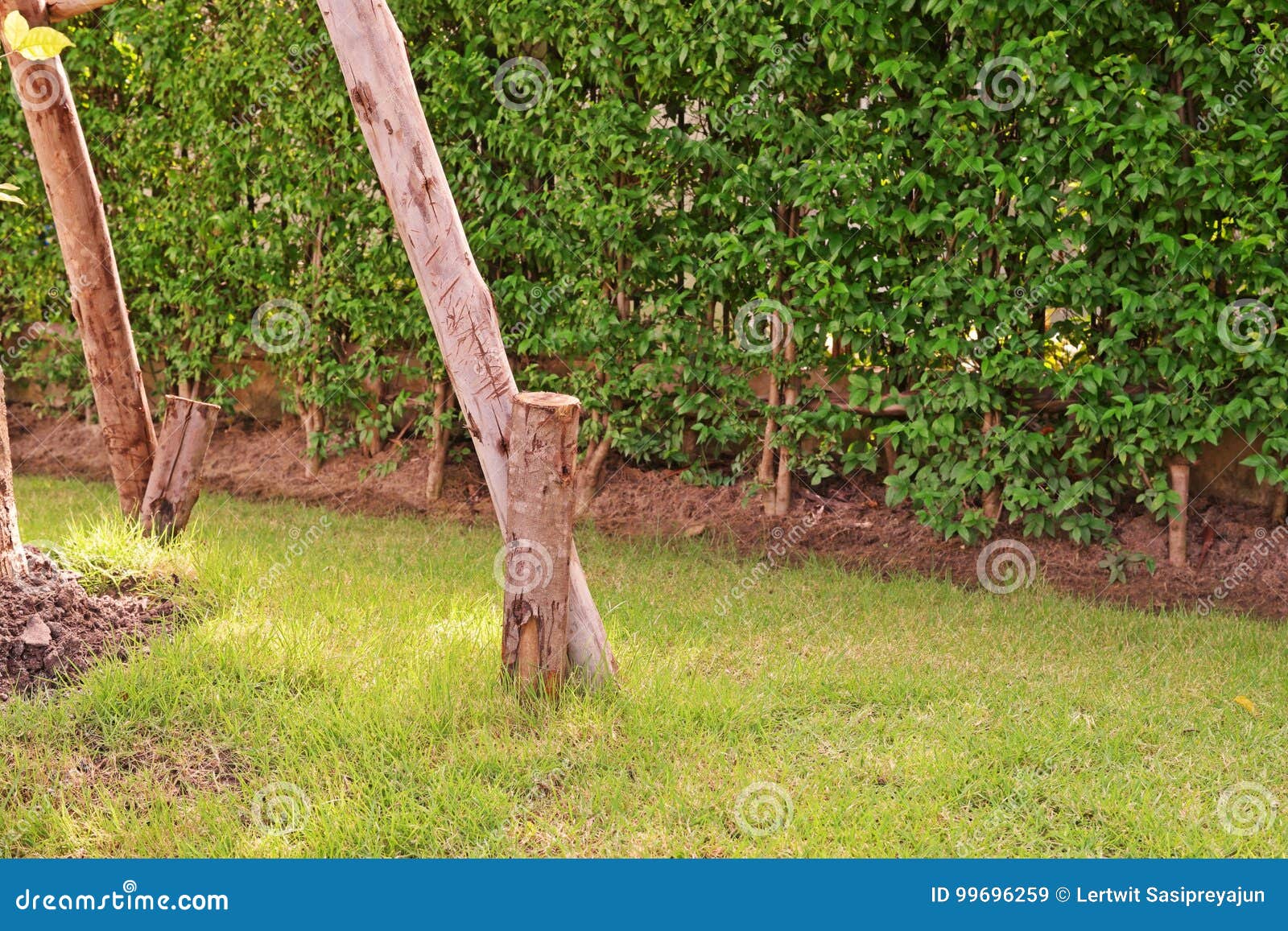Tree Prop To Support Big Tree Stock Image - Image of light, material ...