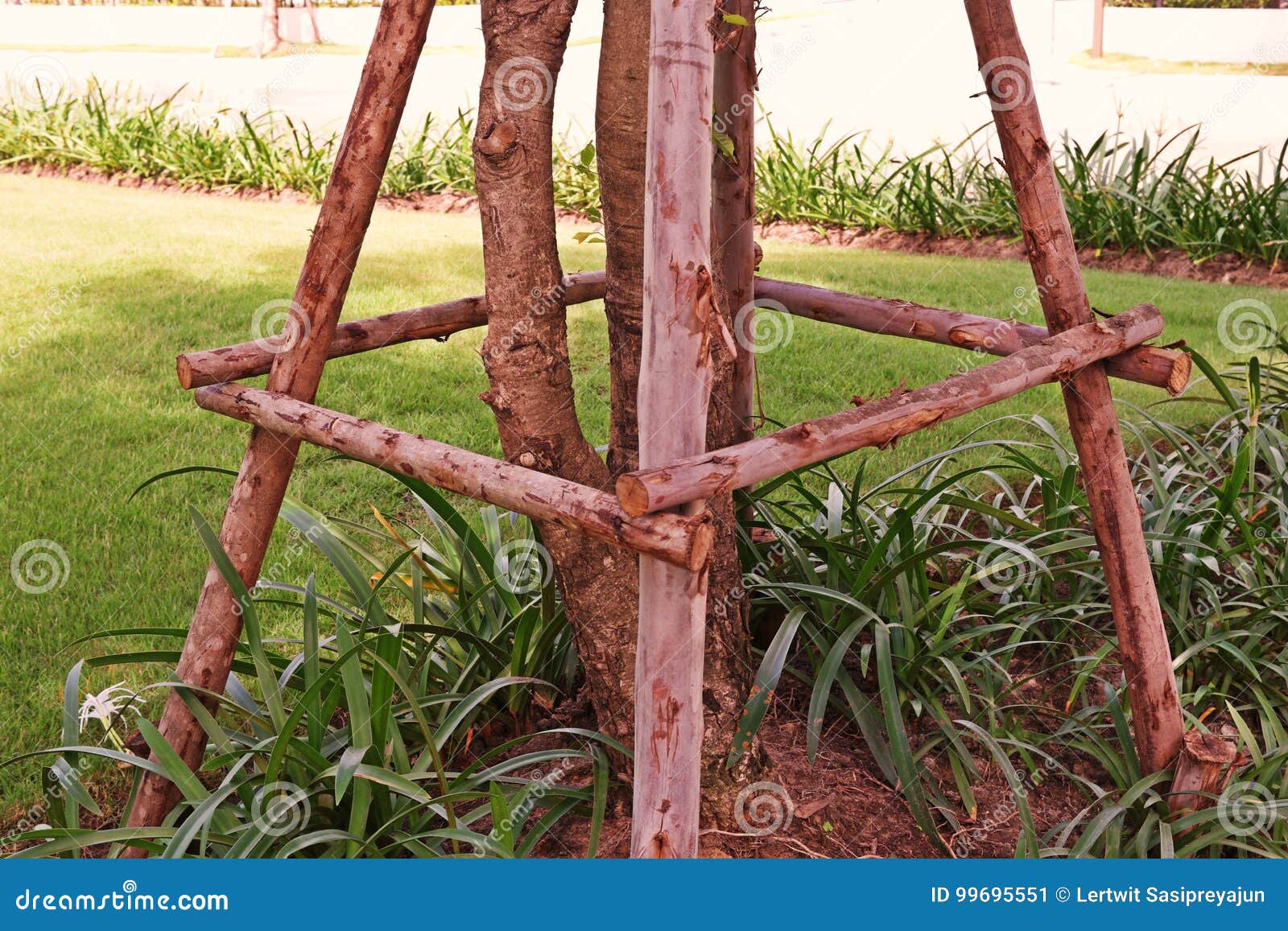 Tree Prop To Support Big Tree from Wind Stock Image - Image of prop ...