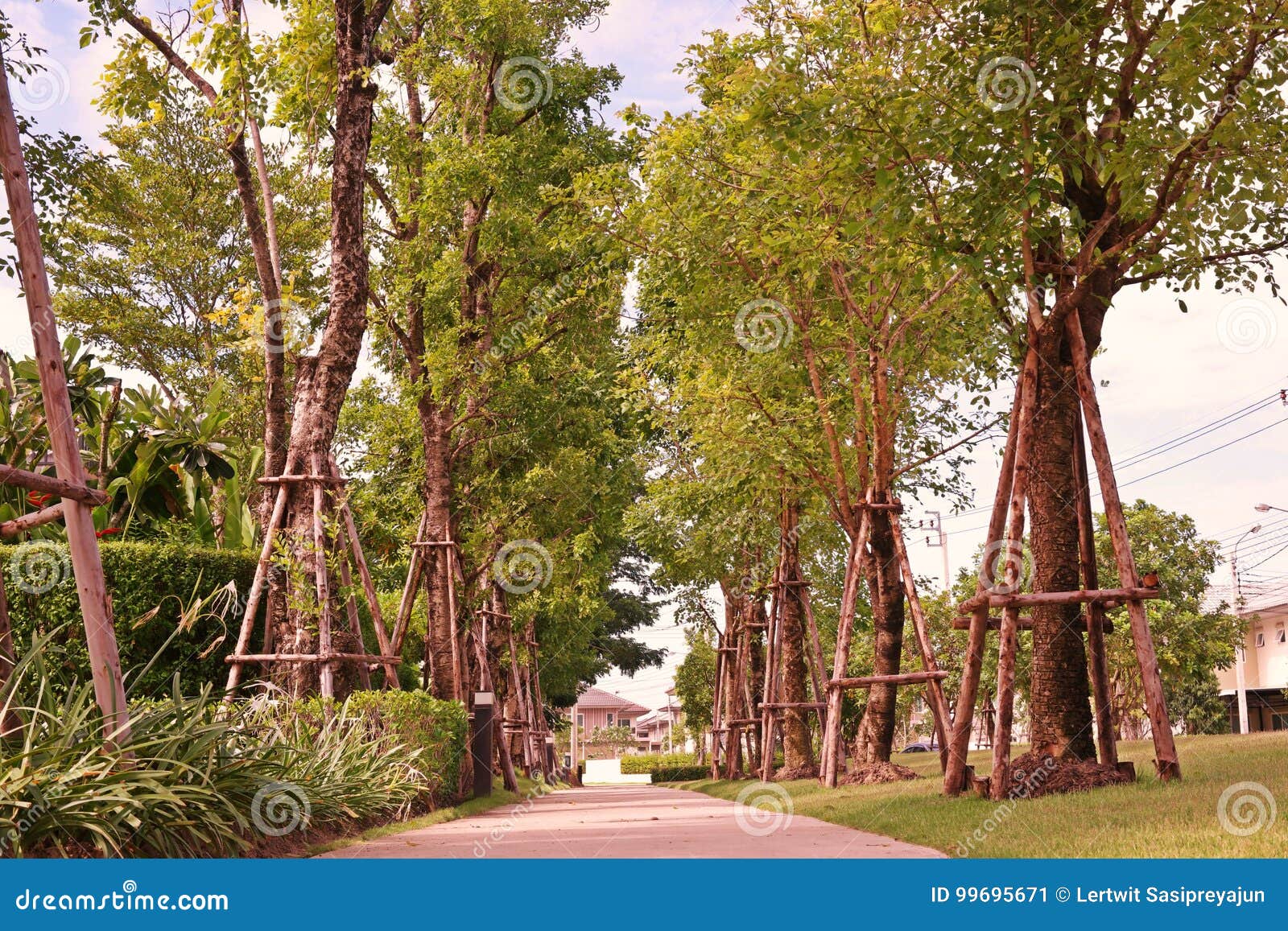 Tree Prop To Support Big Tree Stock Image - Image of forest, trees ...
