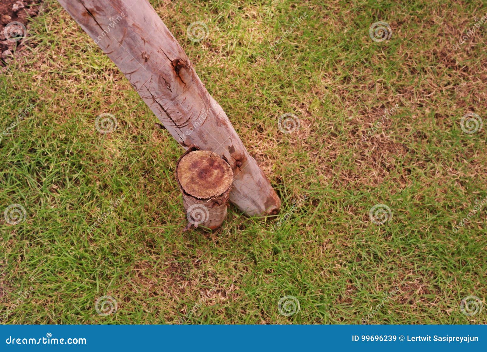 Tree Prop To Support Big Tree Stock Image - Image of wood, grow: 99696239