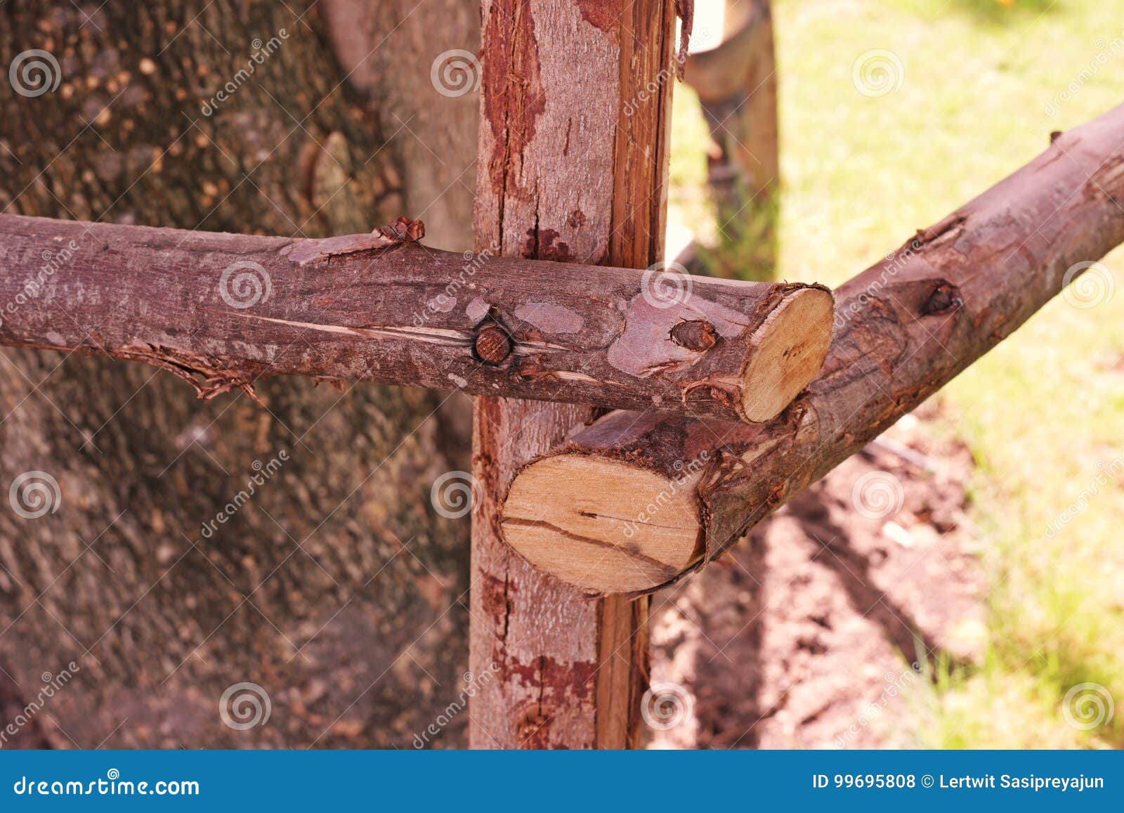 Tree Prop To Support Big Tree Stock Photo - Image of wooden, material ...