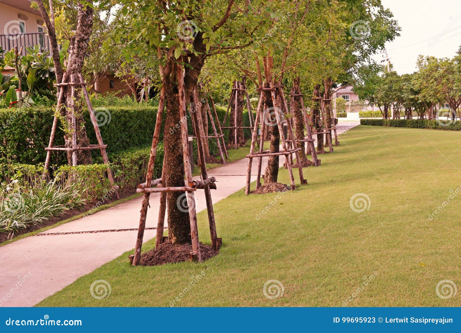Tree Prop To Support Big Tree Stock Image - Image of beautiful, foliage ...