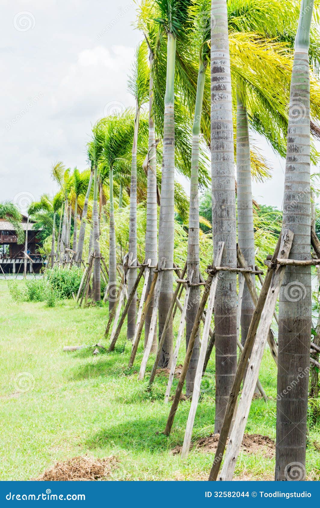 Tree prop. stock photo. Image of fruit, crutches, coconut - 32582044