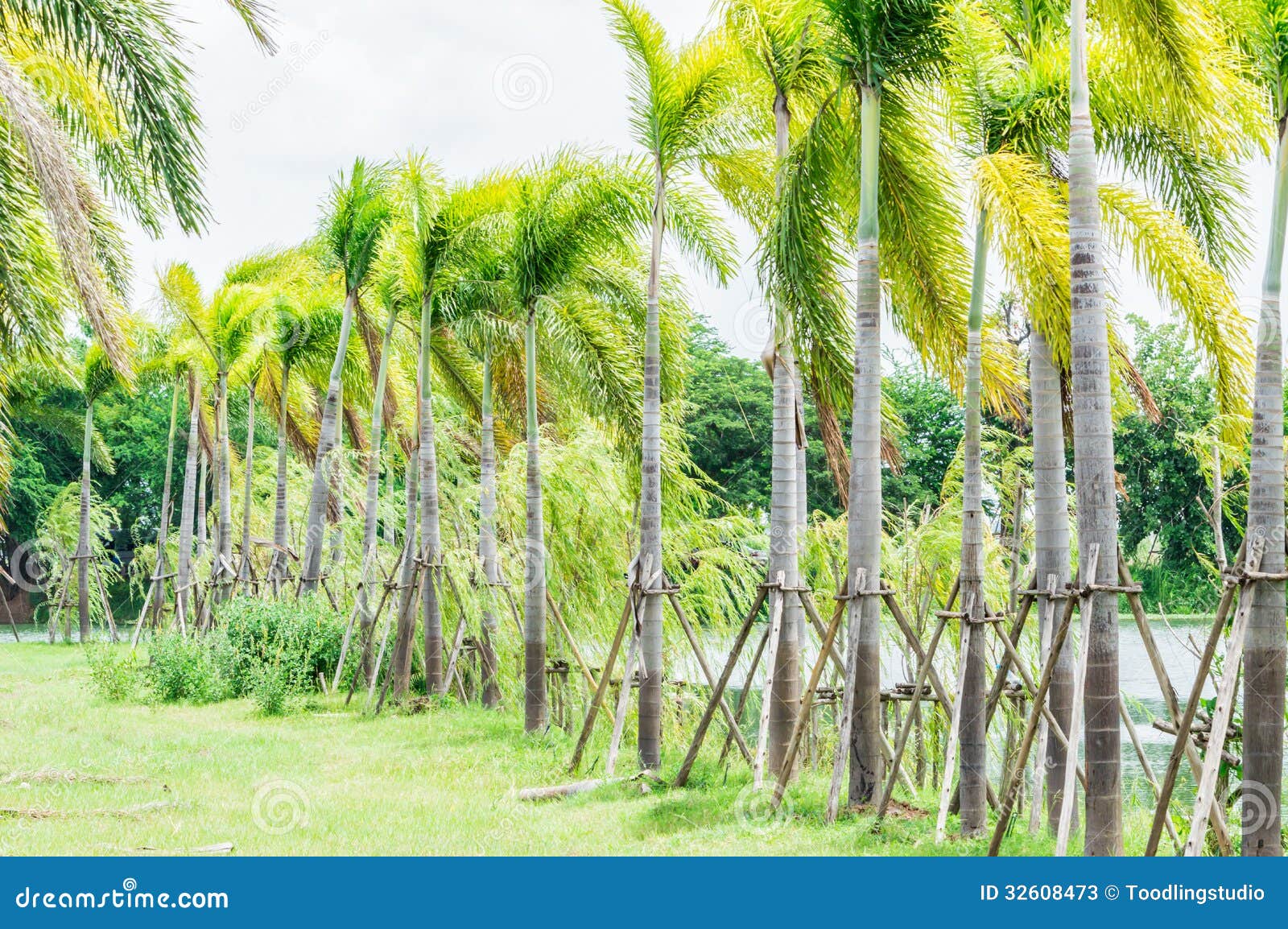Tree prop. stock image. Image of coconut, garden, grass - 32608473