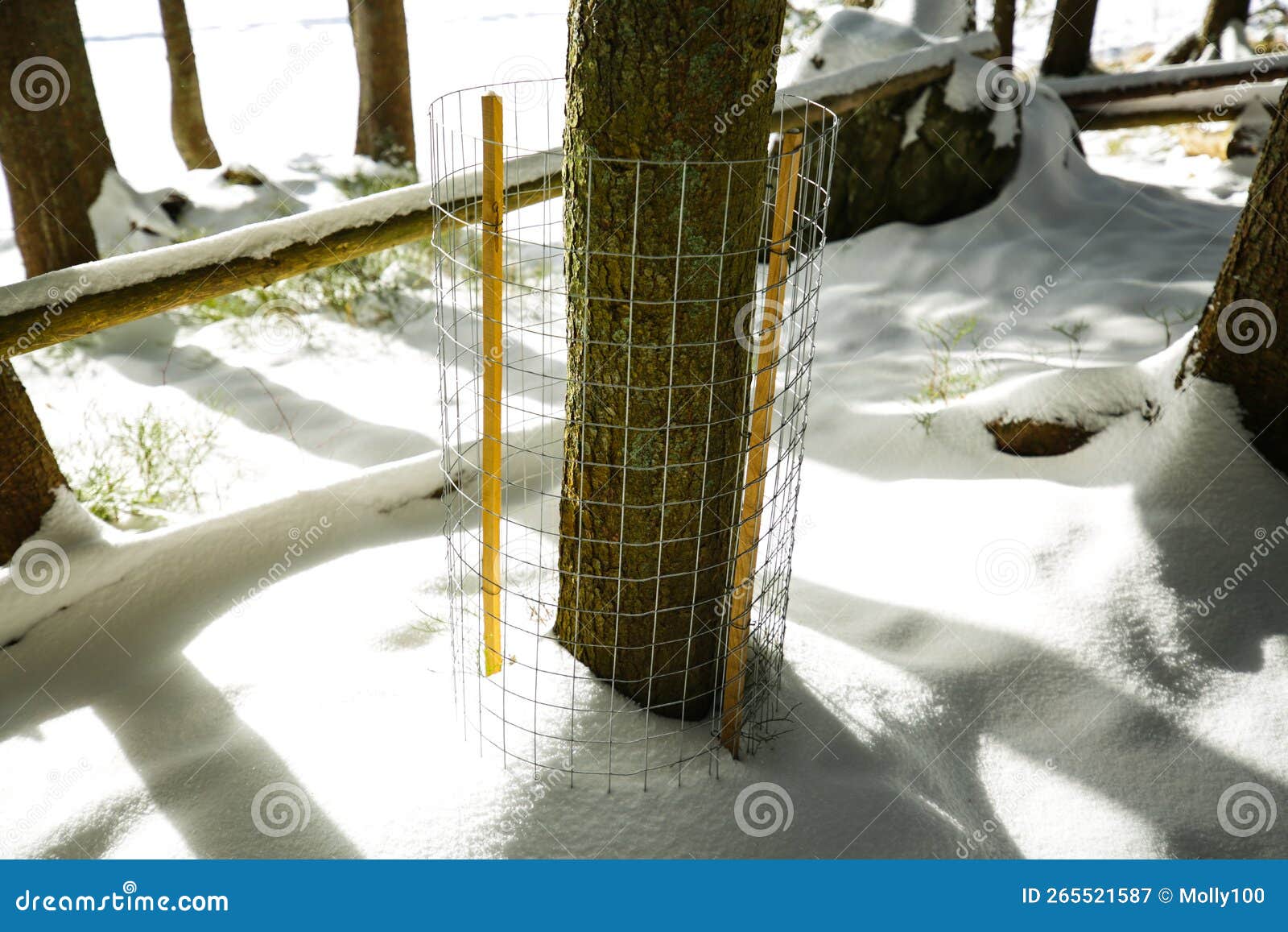Tree is Protected from Beaver Bites by Bars Stock Image - Image of ...