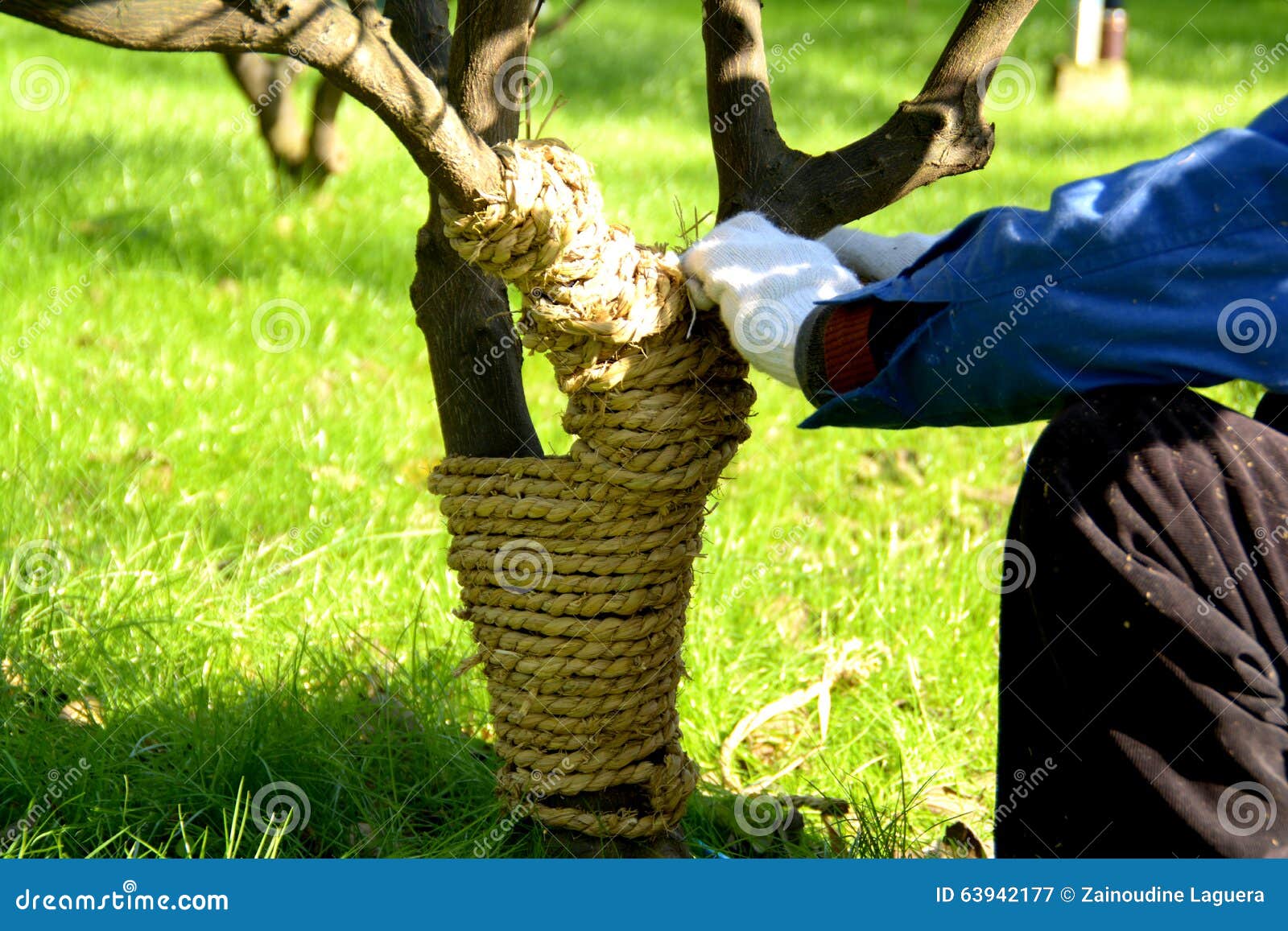 Tree Protected for the Winter Stock Image - Image of environment ...