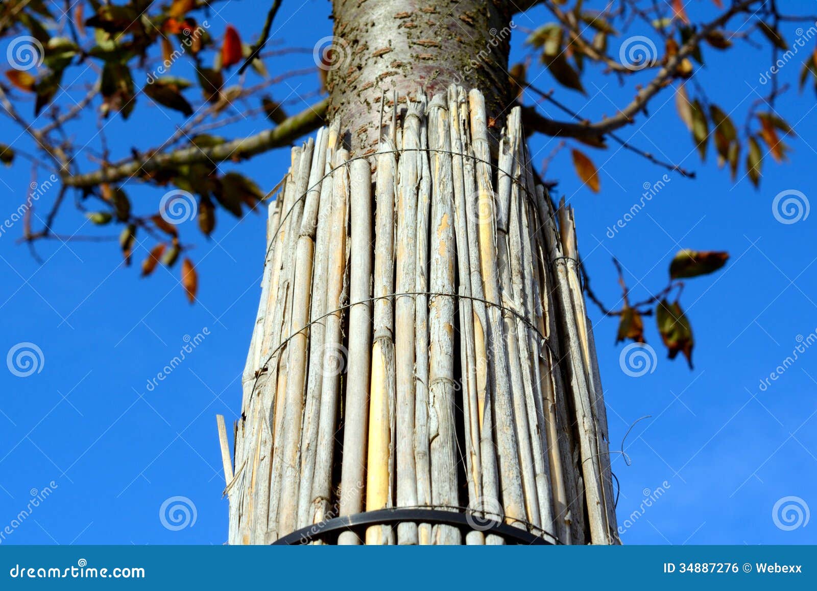 Tree with Protection Against Frost Stock Photo - Image of belts ...