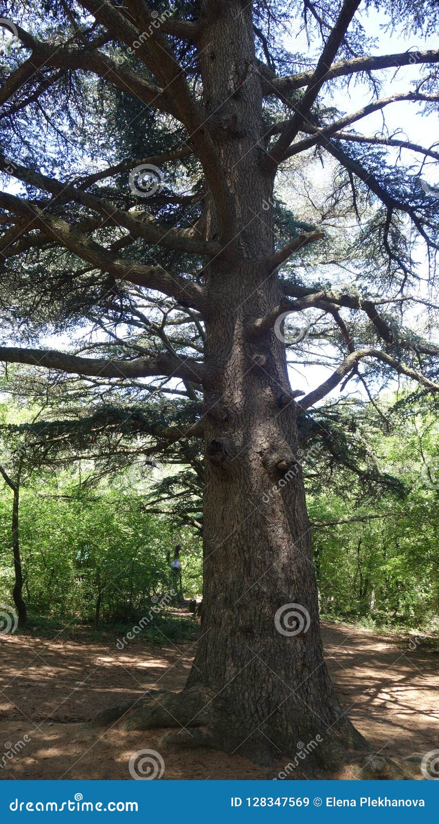 Tree with Protruding Branches Stock Image - Image of protruding ...