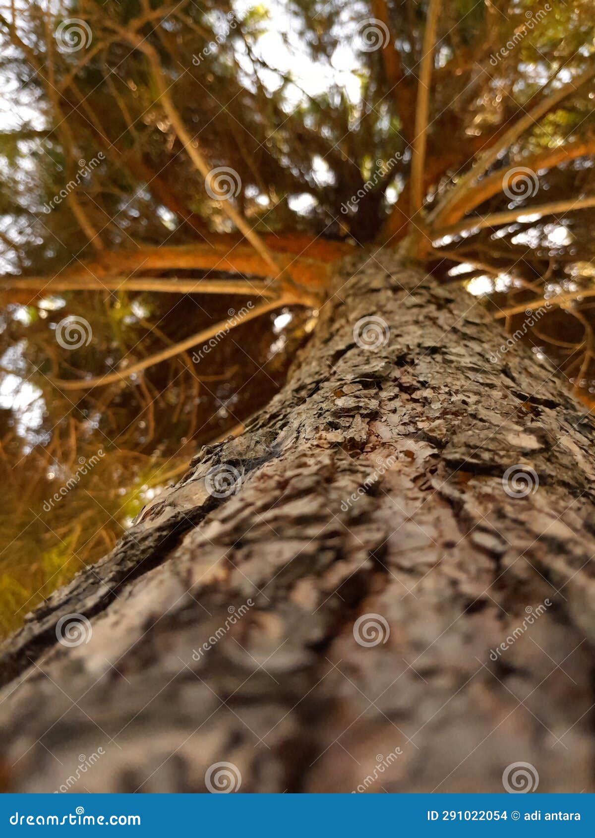 Tree stock photo. Image of provide, spruce, living, tree - 291022054
